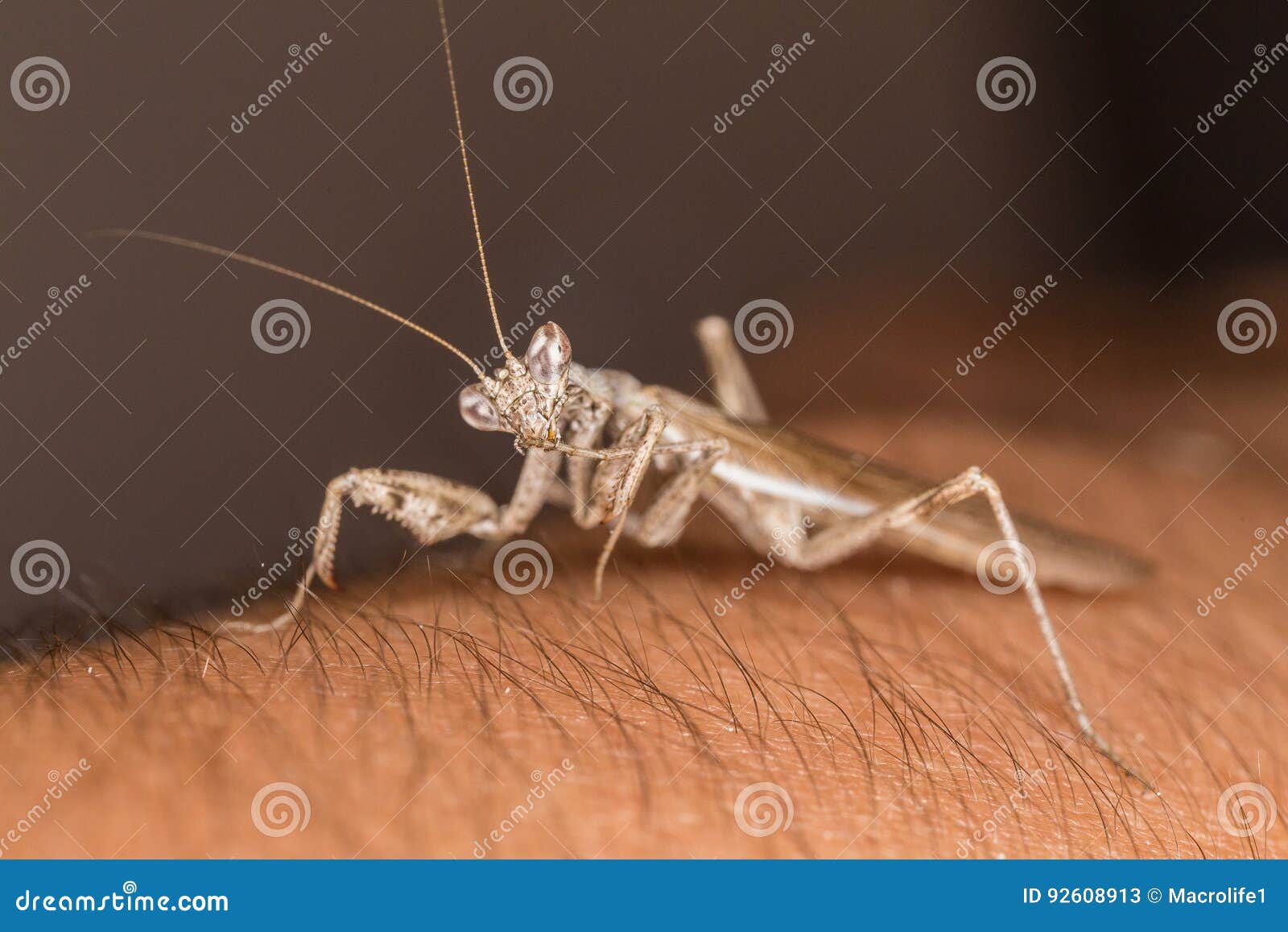 Mantis on hand stock image. Image of scientific, insect - 92608913