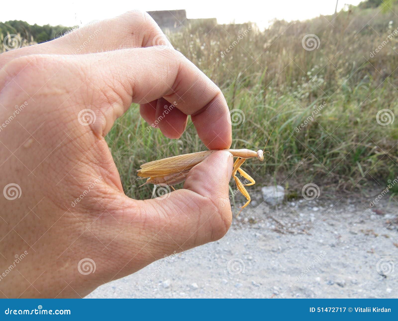 Mantis in hand stock image. Image of life, grasshopper - 51472717