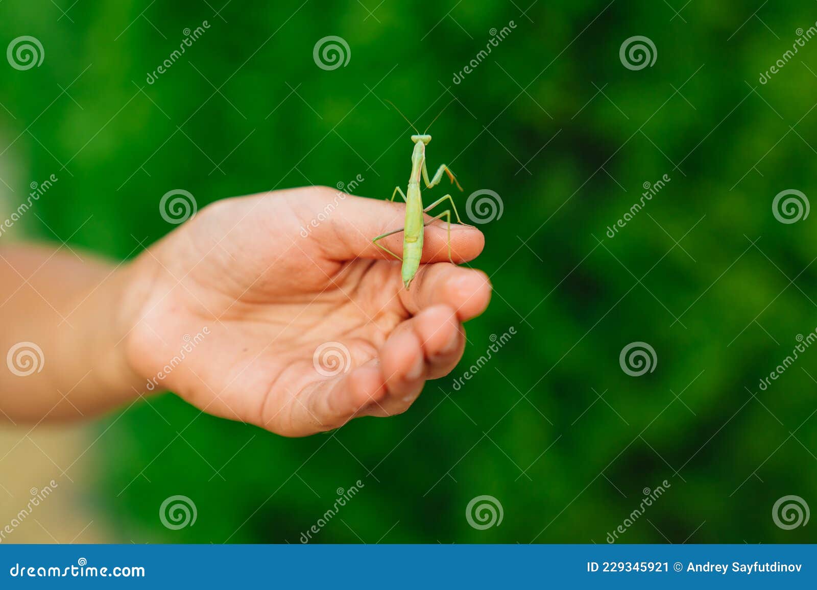 Mantis on the Hand of a Man. Insect Pest. Nature Stock Image - Image of ...