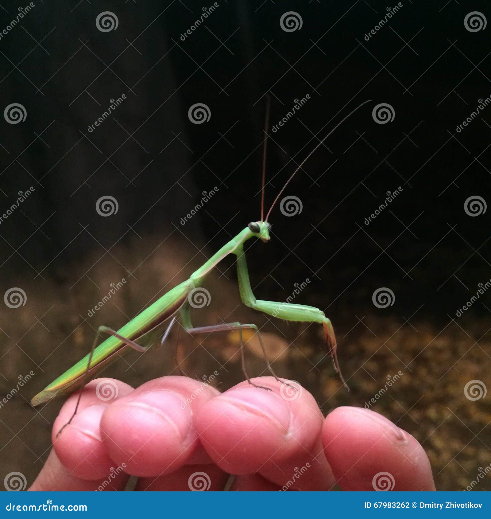 Mantis on a hand stock photo. Image of nice, kuban, summer - 67983262