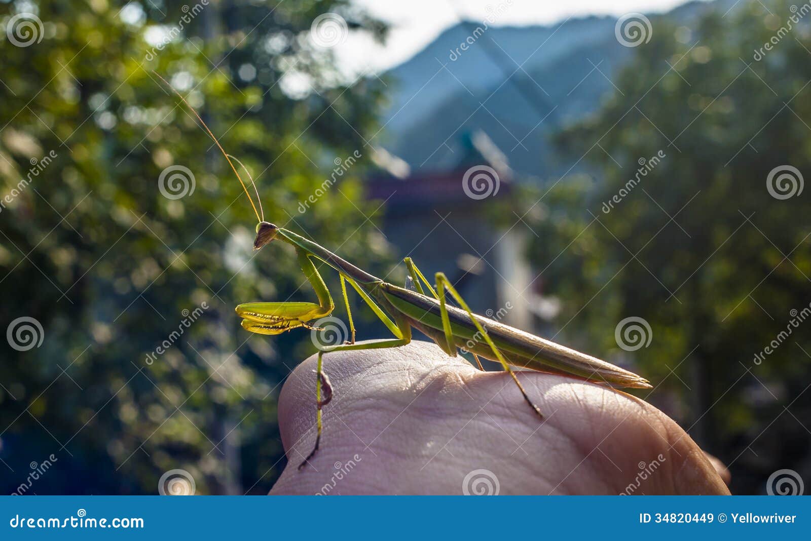 A mantis on the hand stock image. Image of mantis, praying - 34820449