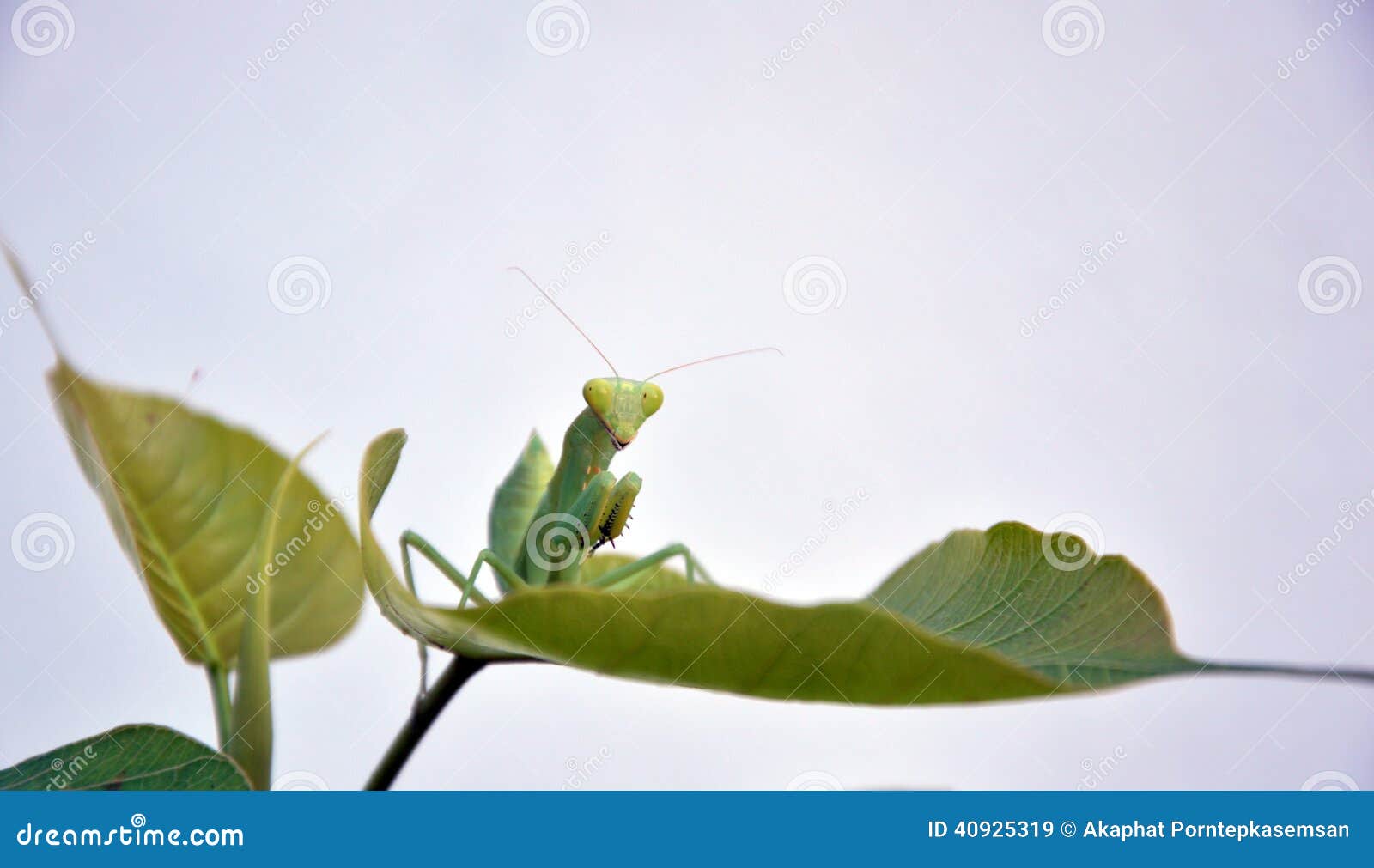 Mantis hang on the leaf stock image. Image of green, insect - 40925319