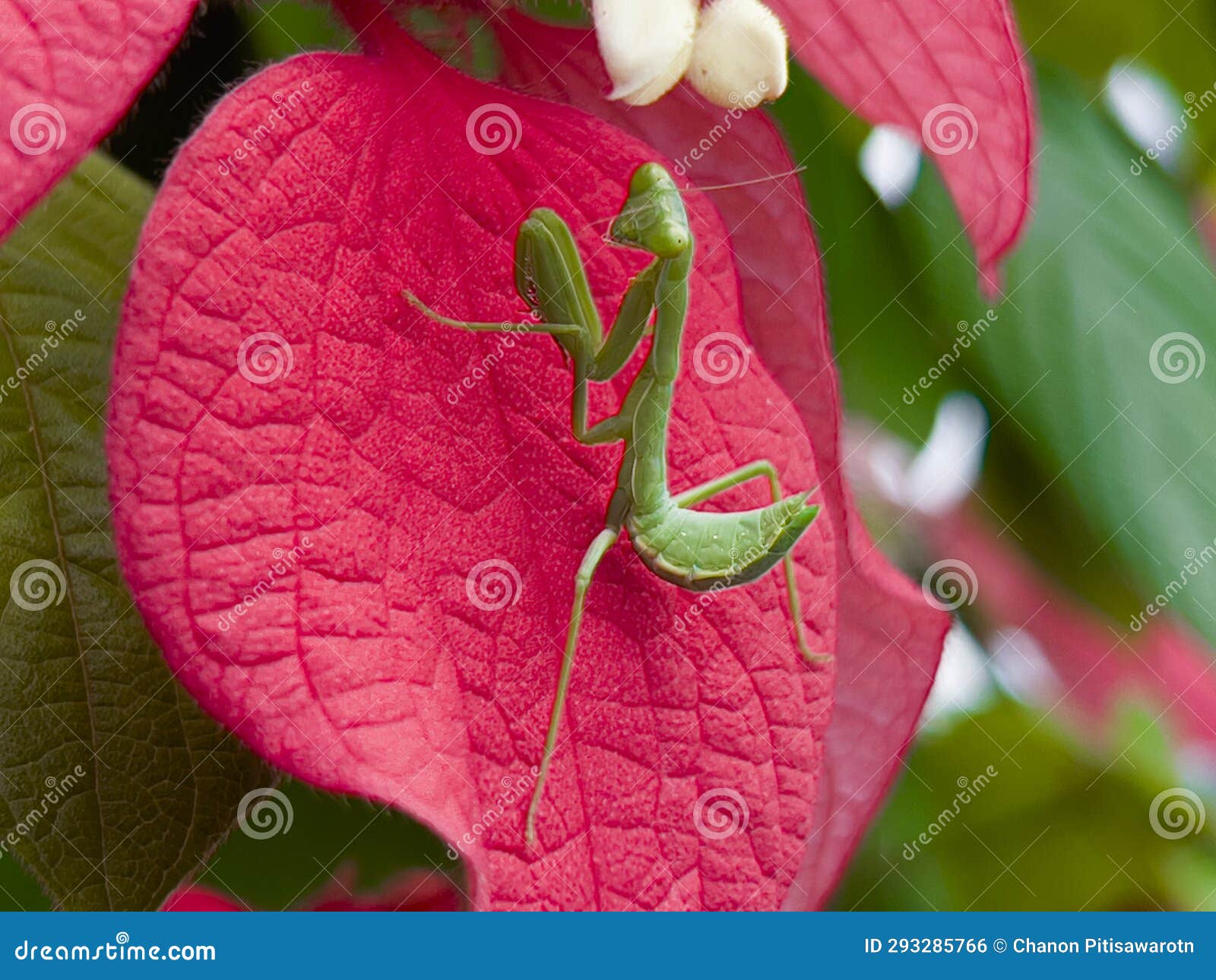 Mantis Hanging on a Red Leaf with Its Front Legs Stretched Forward ...