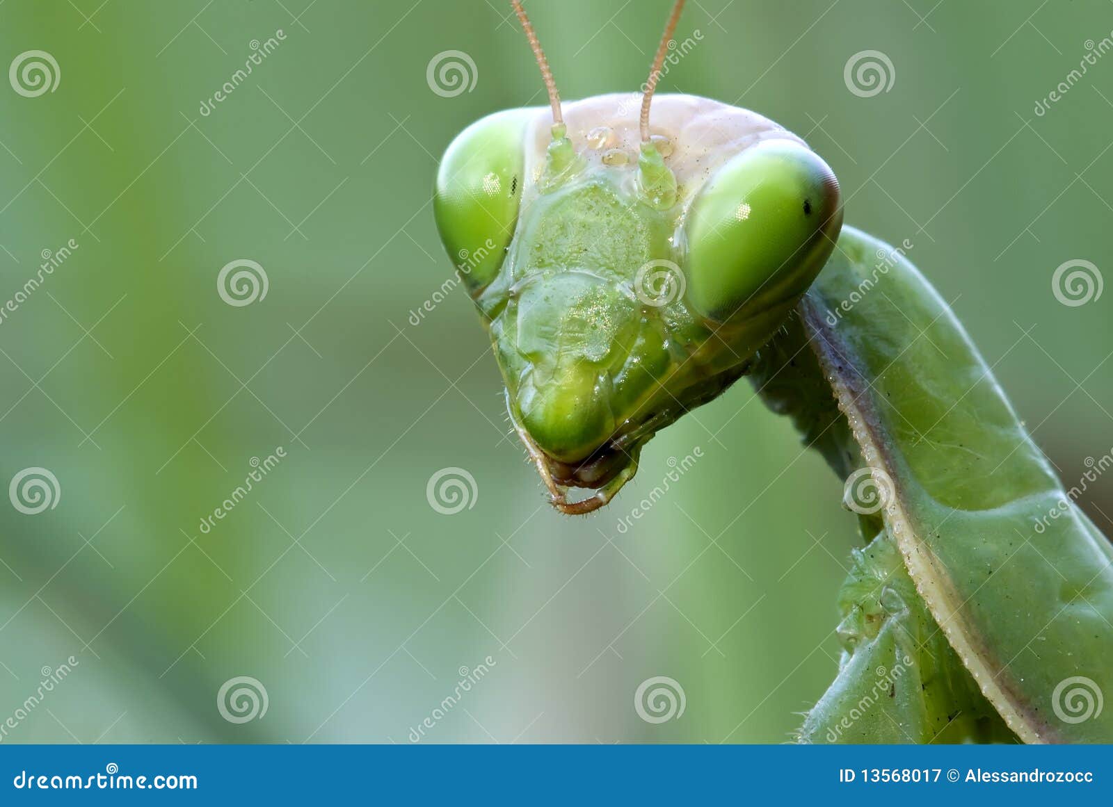 Mantis head stock image. Image of nature, animal, green - 13568017