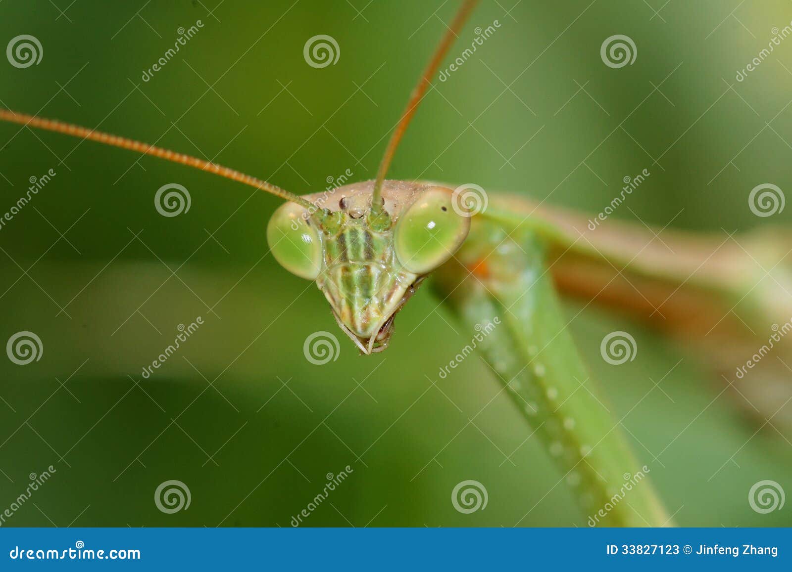 Mantis stock image. Image of mantis, animals, tenodera - 33827123