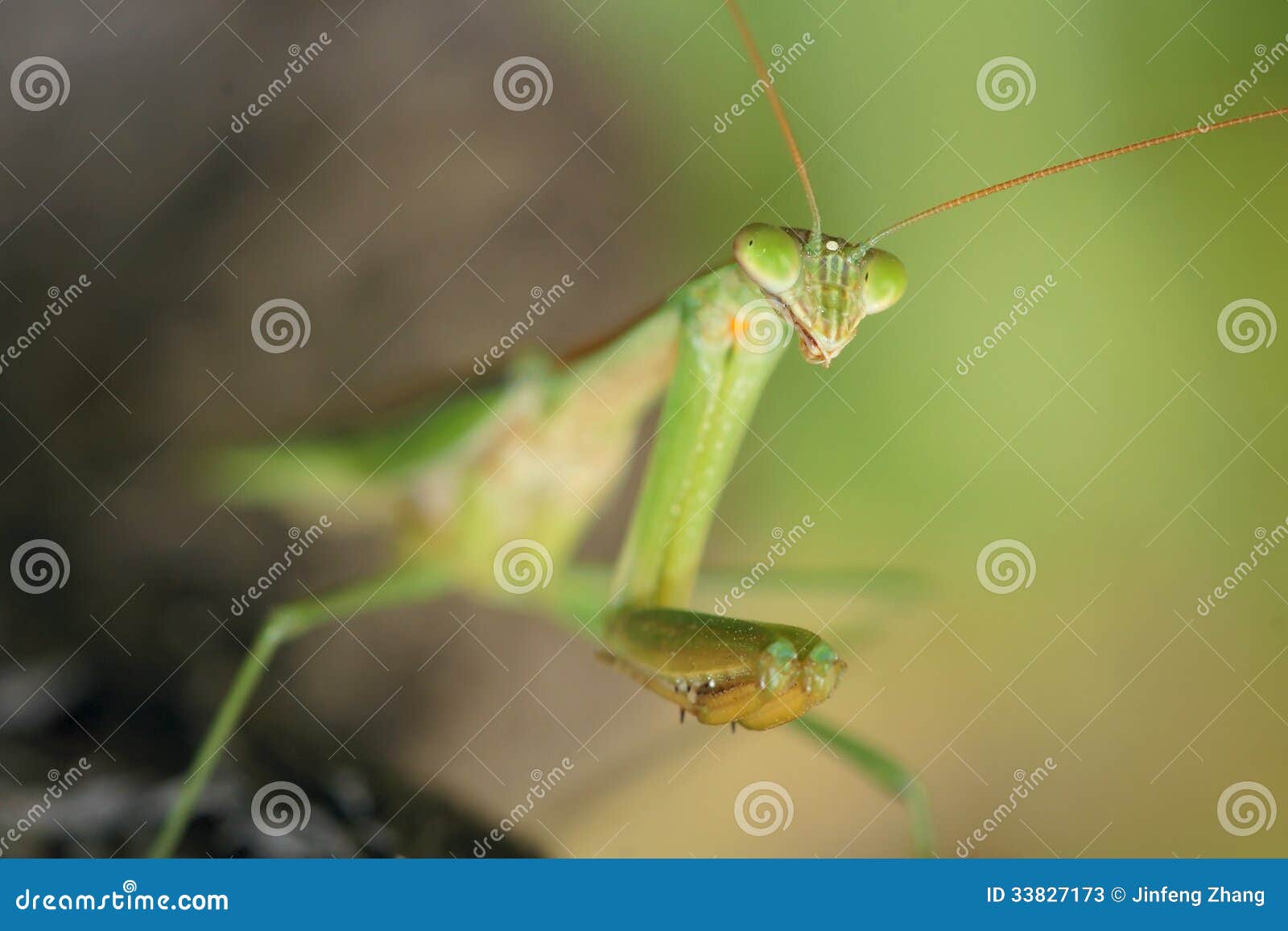 Mantis stock image. Image of life, macro, wild, closeup - 33827173