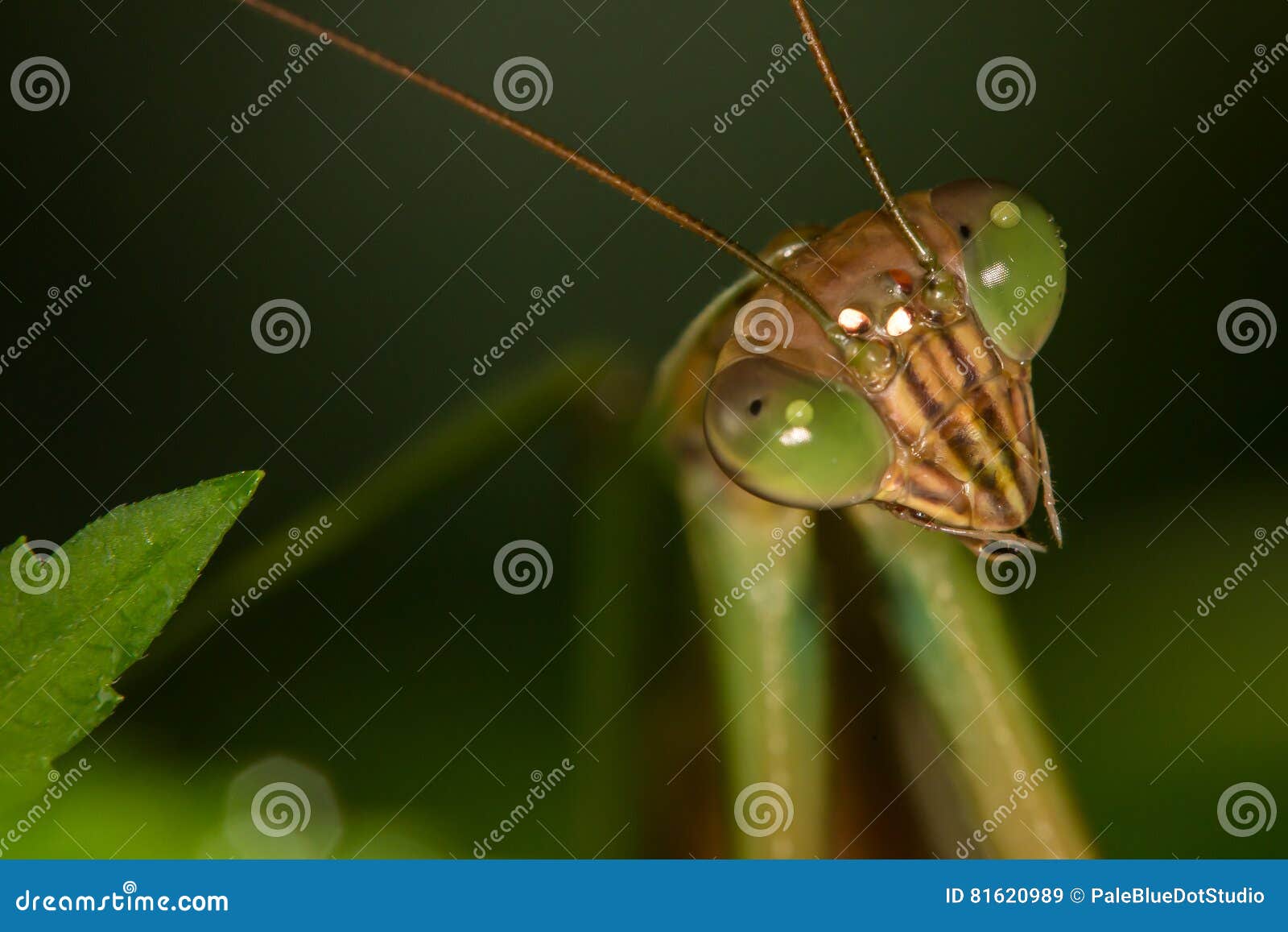 Mantis Head 1 stock image. Image of praying, macro, insect - 81620989