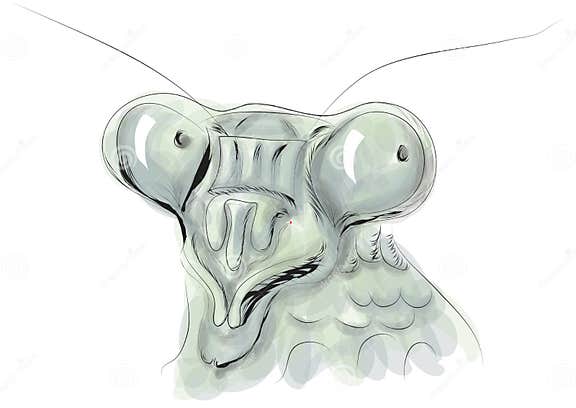 Mantis head stock vector. Illustration of scary, predator - 68699135