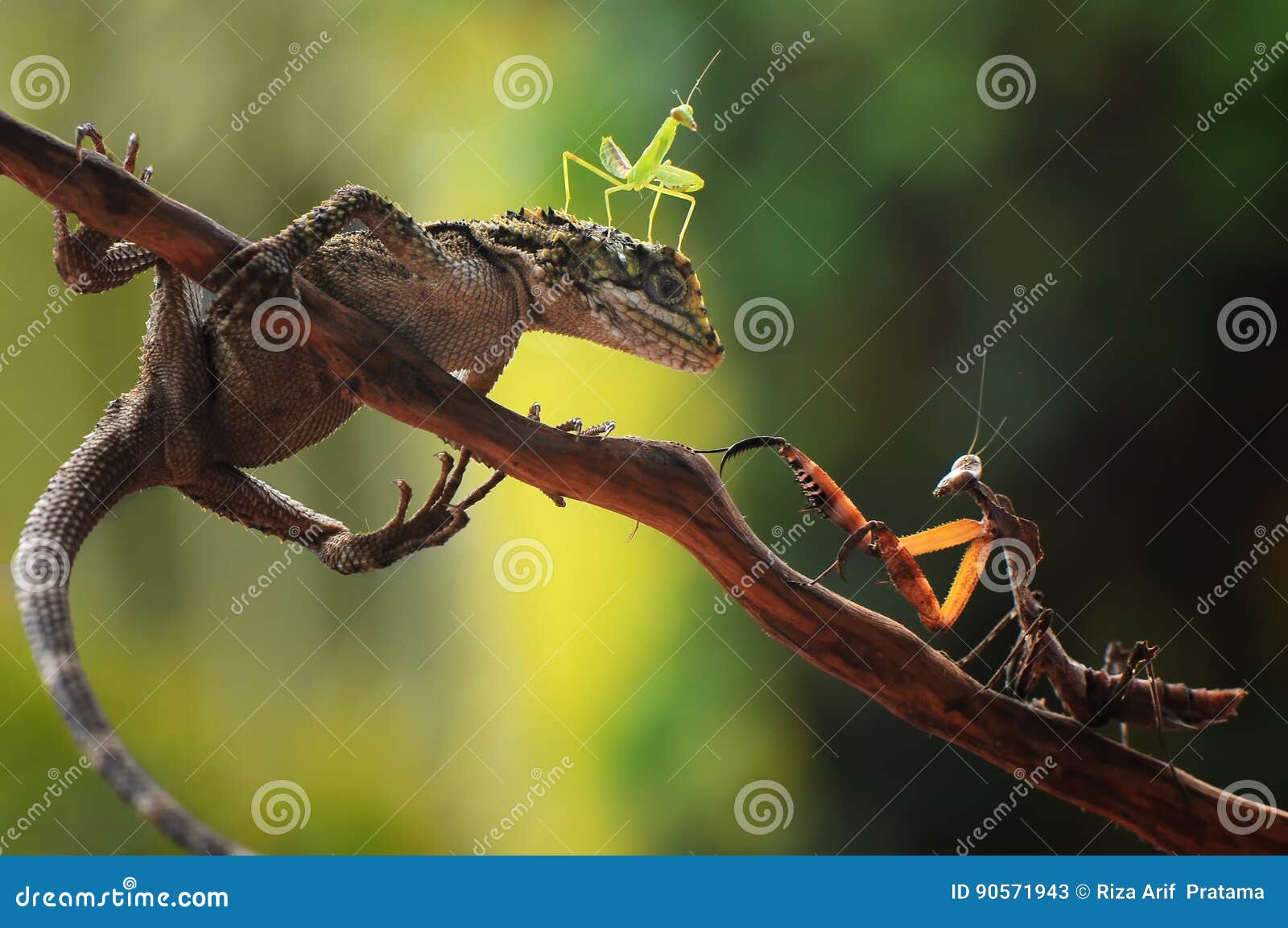 Praying Mantis Eating Lizard