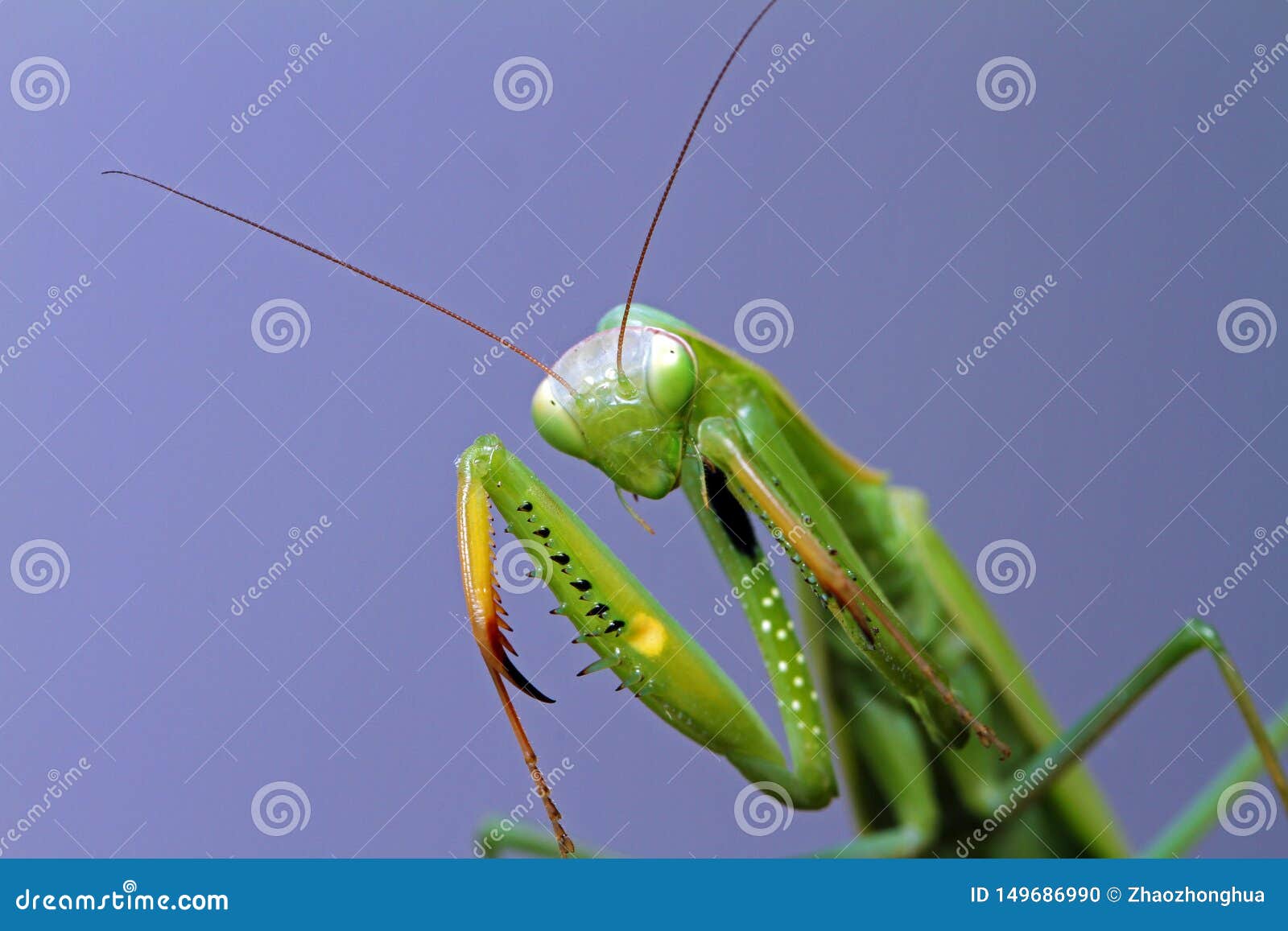 Mantis headshot stock photo. Image of insect, features - 149686990