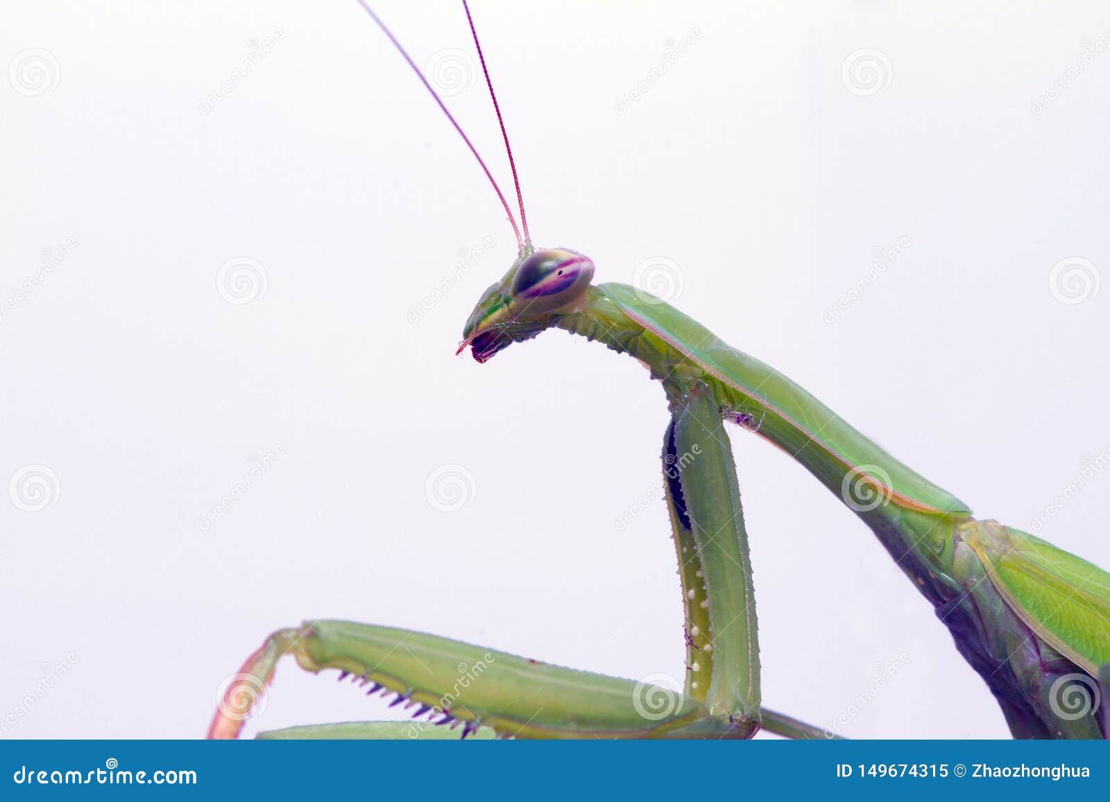 Under the Background of White Mantis Head Stock Image - Image of ...