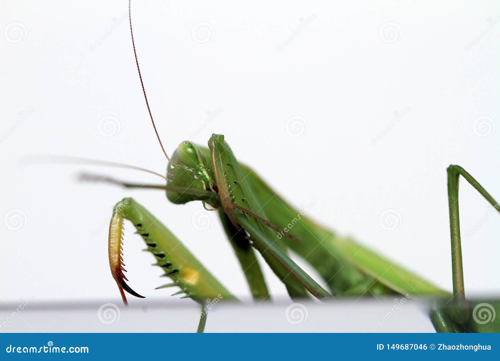Mantis white background stock photo. Image of carnivorous - 149687046