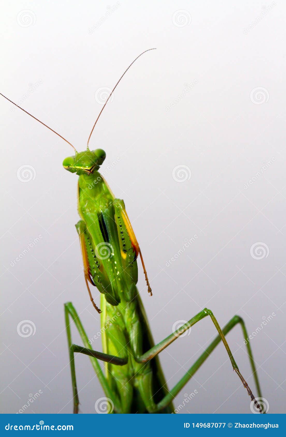 Mantis white background stock image. Image of insect - 149687077