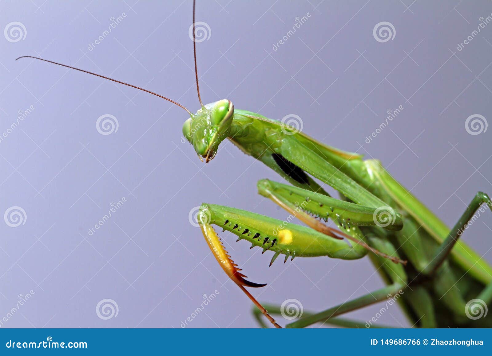 Mantis headshot stock photo. Image of mantis, features - 149686766
