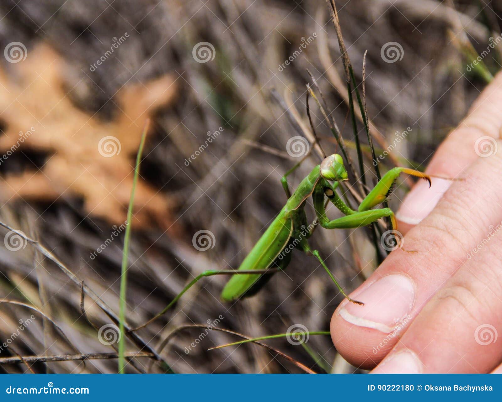 Mantis on Human Hand, Close-up Stock Photo - Image of soothsayers ...