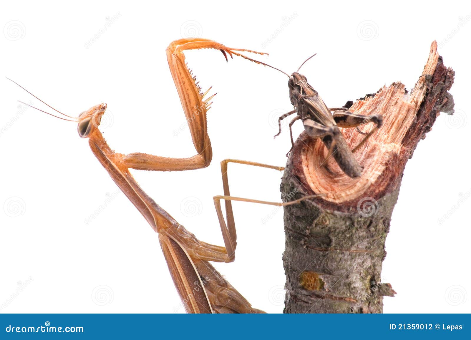 Mantis hunt on grasshopper stock photo. Image of closeup - 21359012