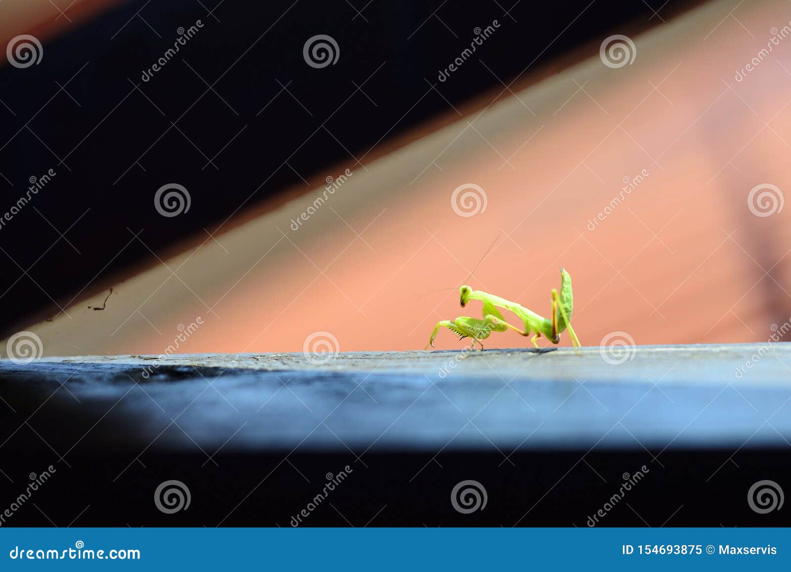 Mantis Hunts on a Tiled Roof Stock Image - Image of mantis, closeup ...