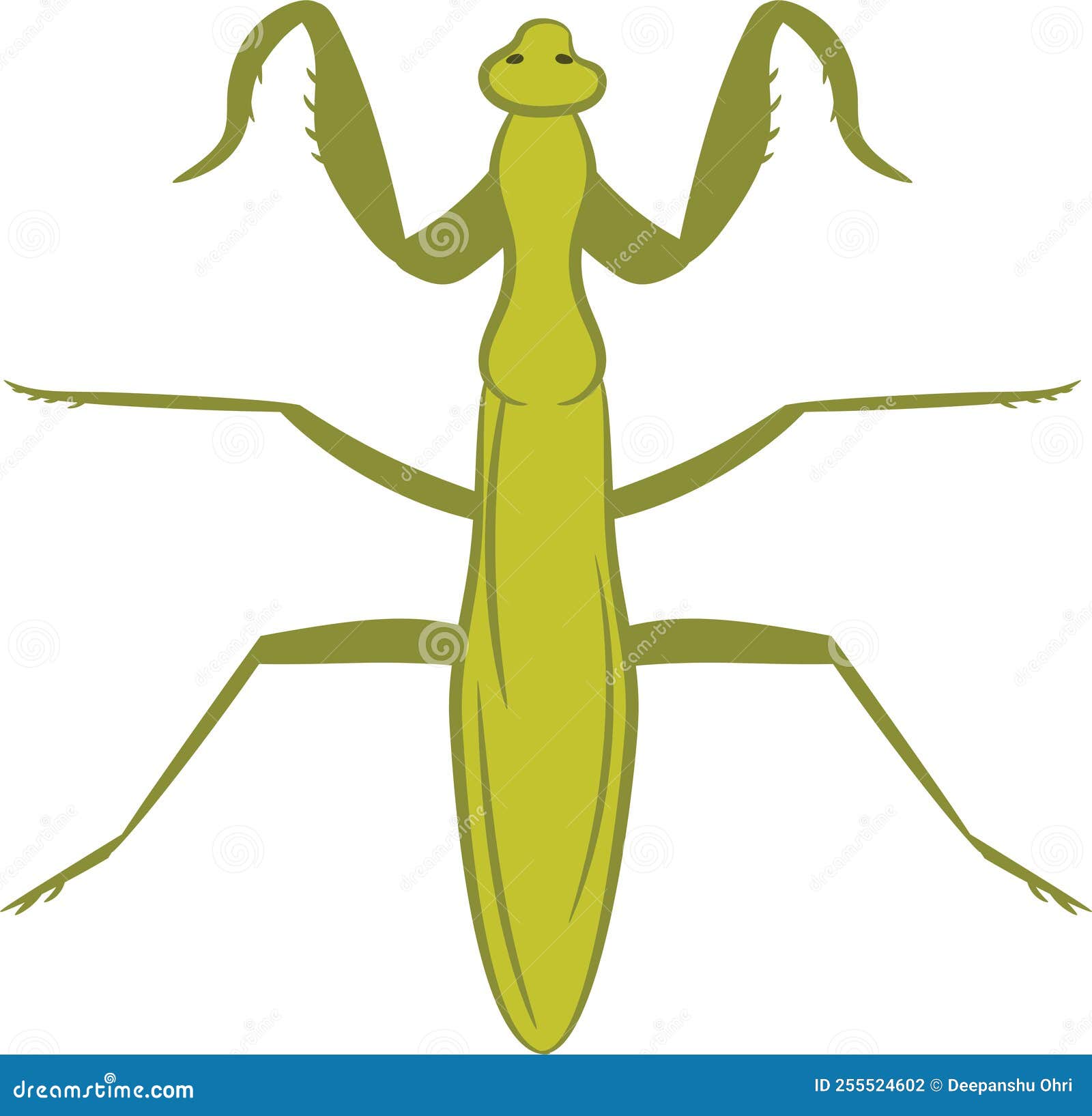 Mantis stock vector. Illustration of flat, insect, white - 255524602