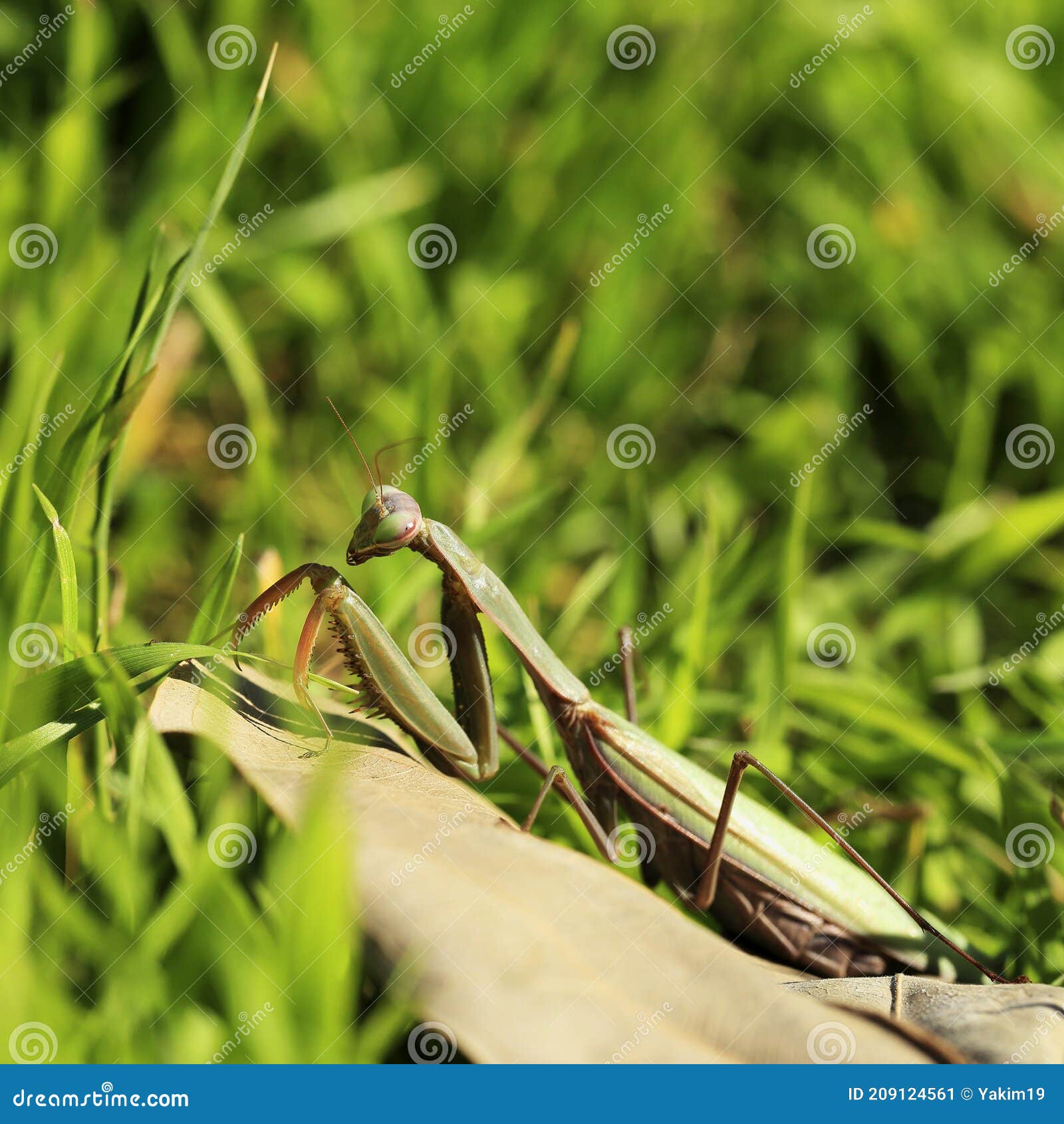 Mantis insect on the hunt stock image. Image of natural - 209124561
