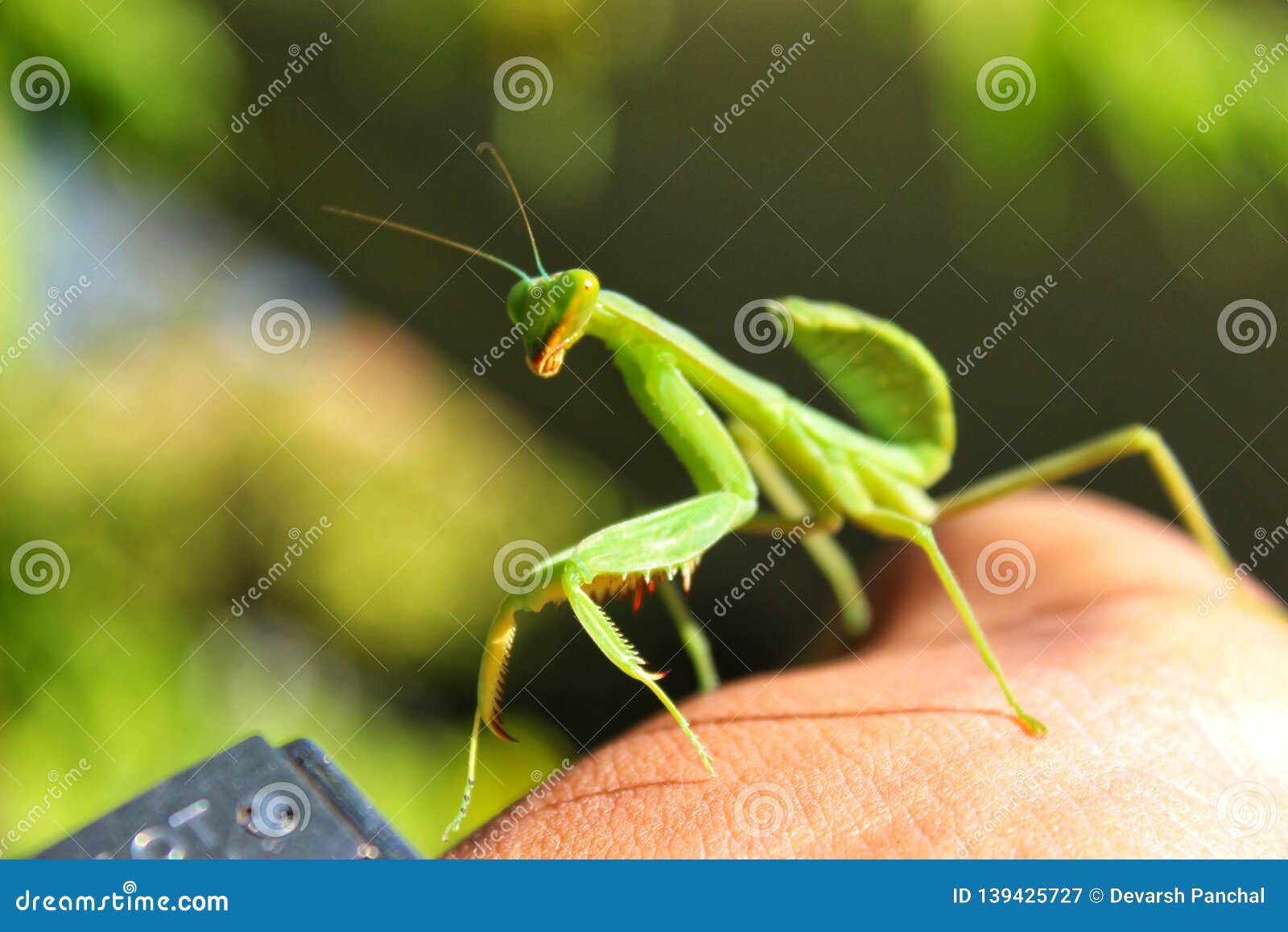 Mantis stock image. Image of hand, nice, mantis, insect - 139425727