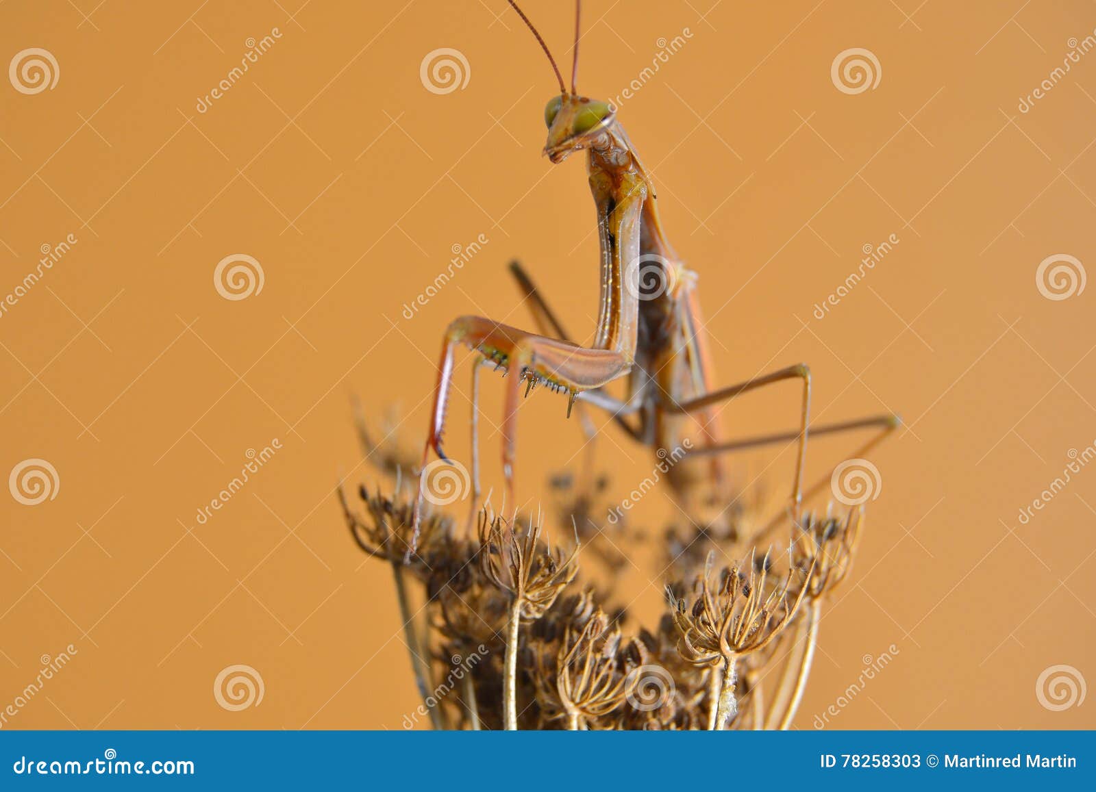 Praying Mantis on Dried Flower Stock Image - Image of mantis, predator ...