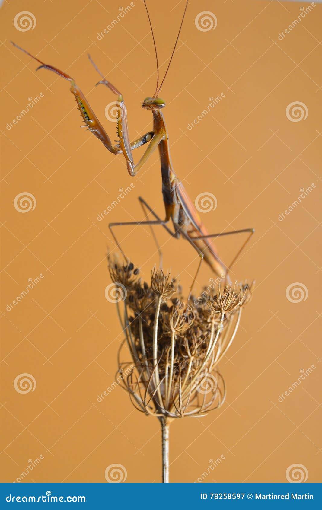 Praying Mantis on Dried Flower. Mantodeos are an Order of Neoptera ...