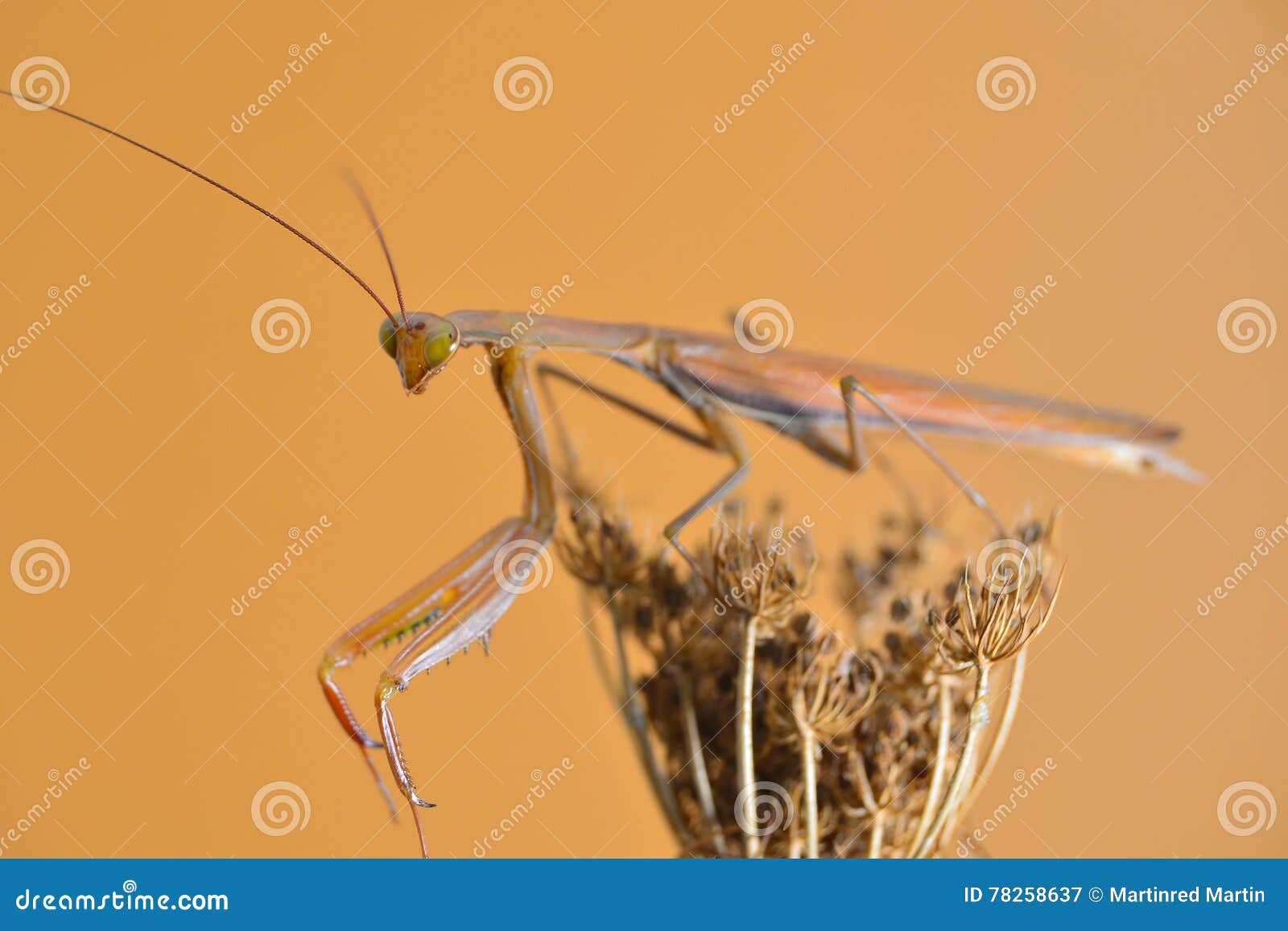 Praying Mantis on Dried Flower. Mantodeos are an Order of Neoptera ...