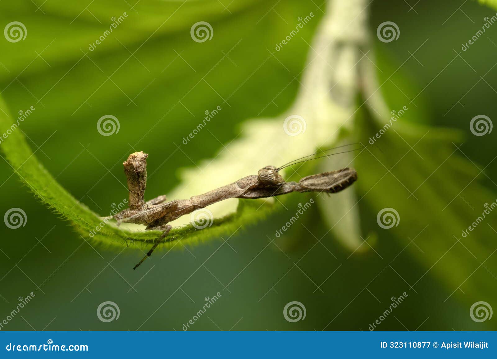 The Mantis Insect in Thailand and Southeast-Asia Stock Image - Image of ...