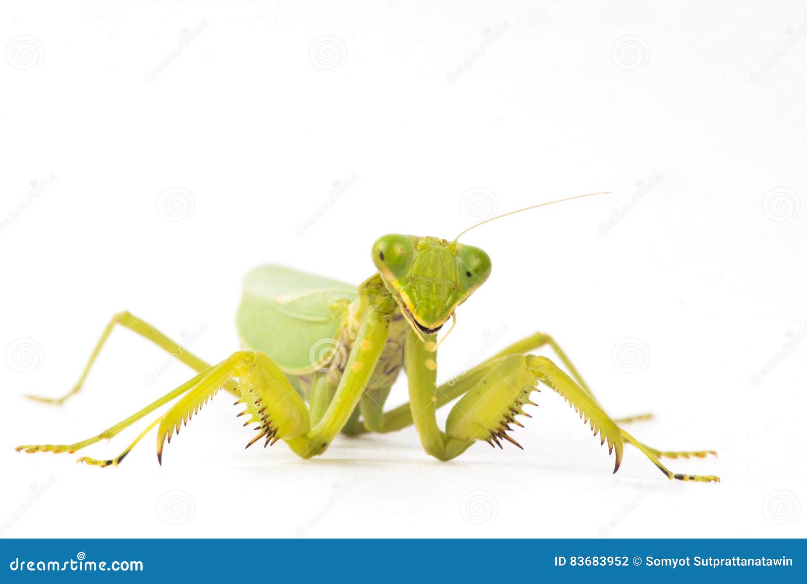 Mantis Insect White Background Stock Photo - Image of background ...