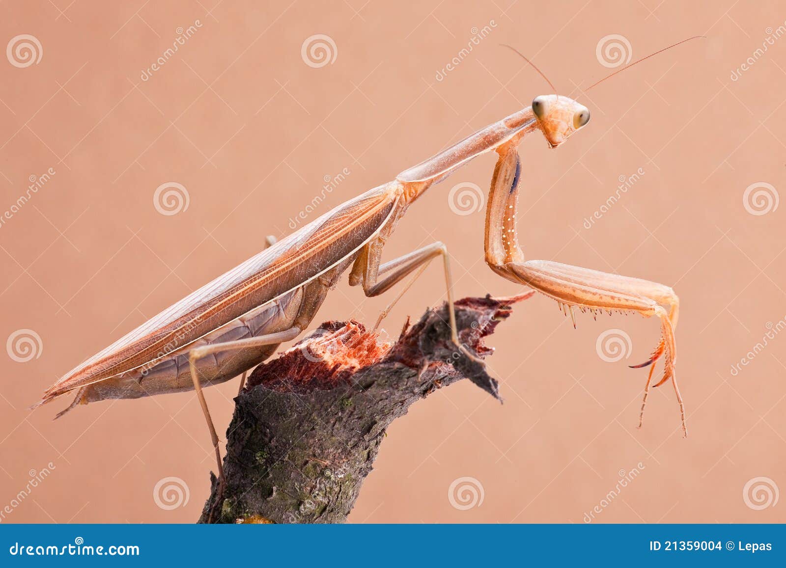 Mantis insects closeup stock photo. Image of brown, macro - 21359004