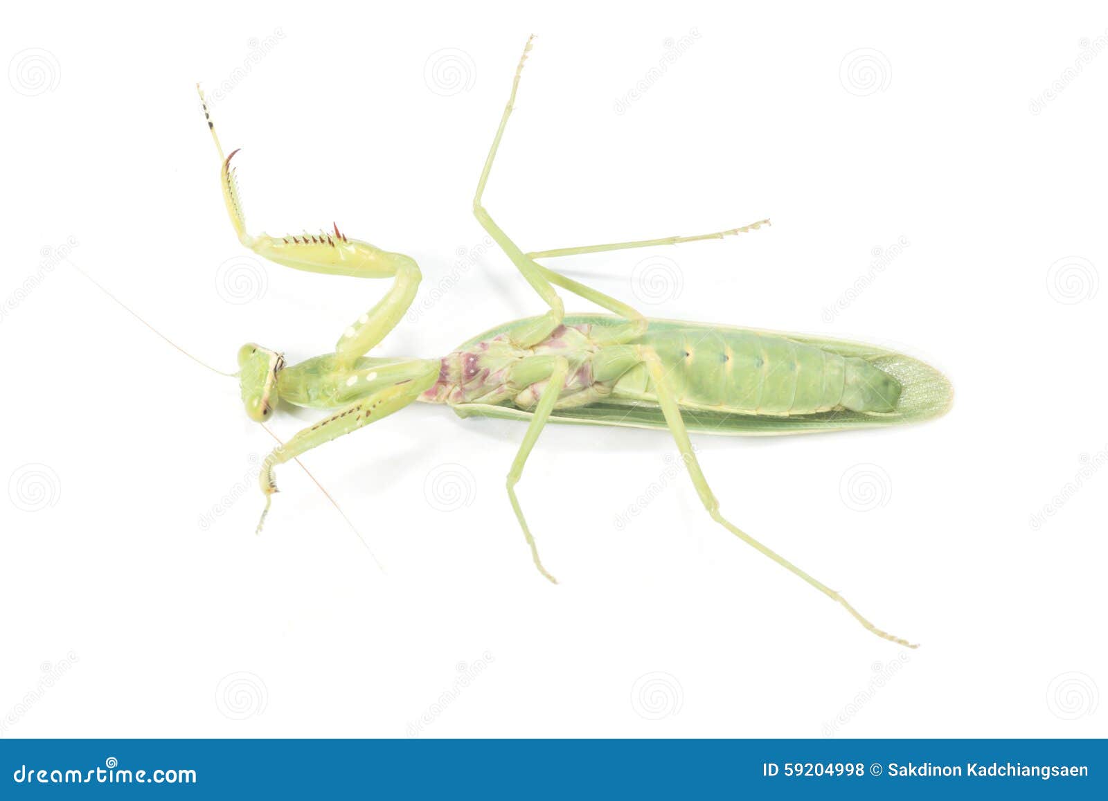 The mantis stock photo. Image of crawly, long, close - 59204998