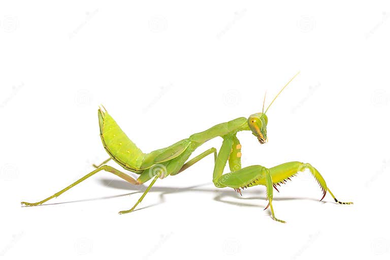 Mantis white background stock image. Image of macro - 177403187