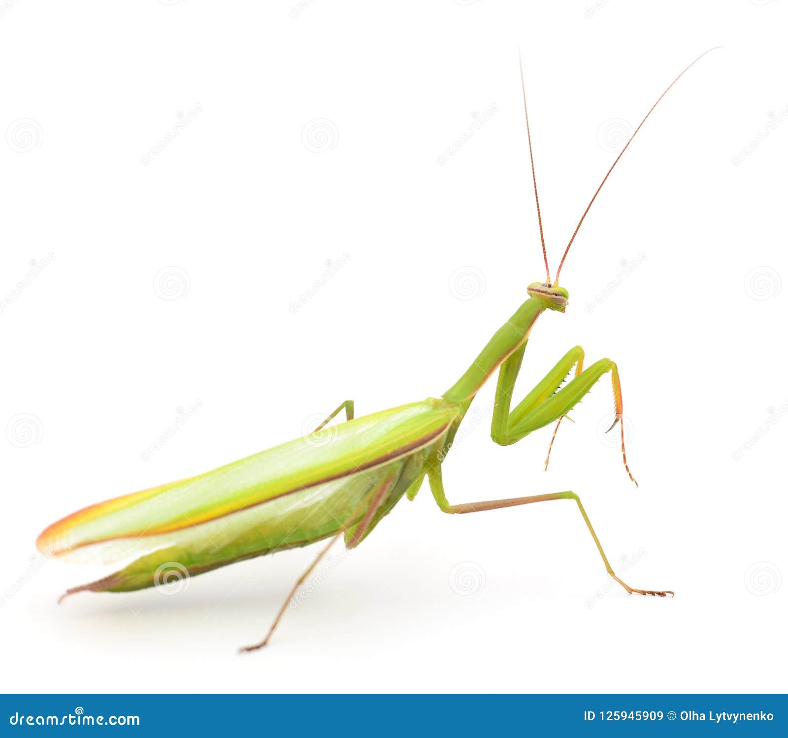 Mantis Isolated on White Background. Stock Image - Image of praying ...