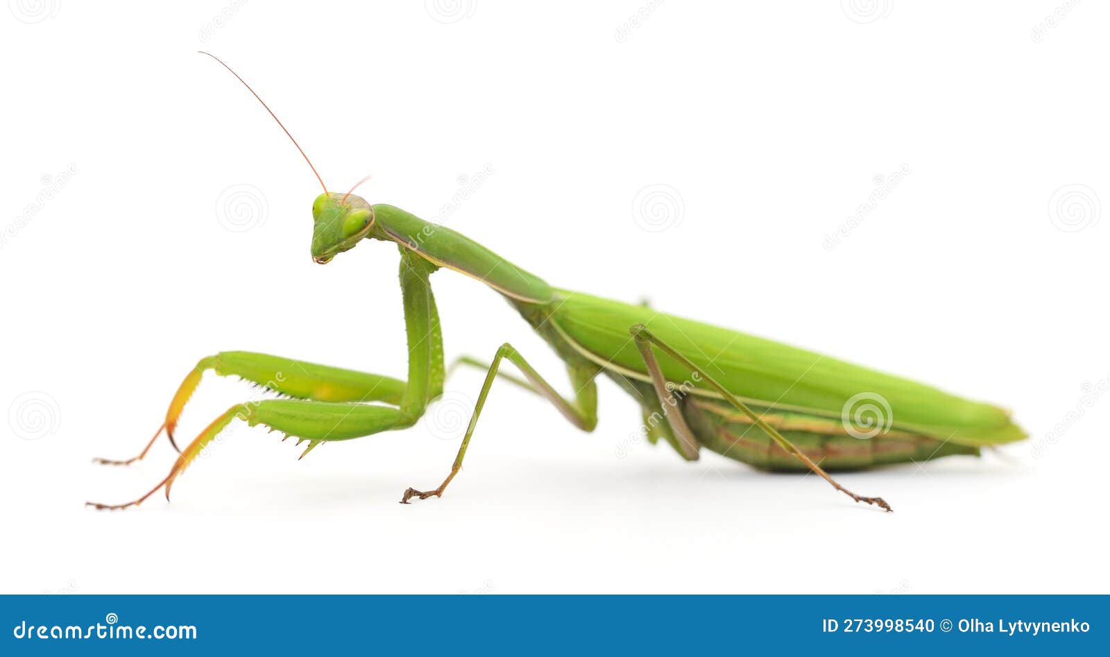Mantis Isolated on White Background Stock Photo - Image of green ...