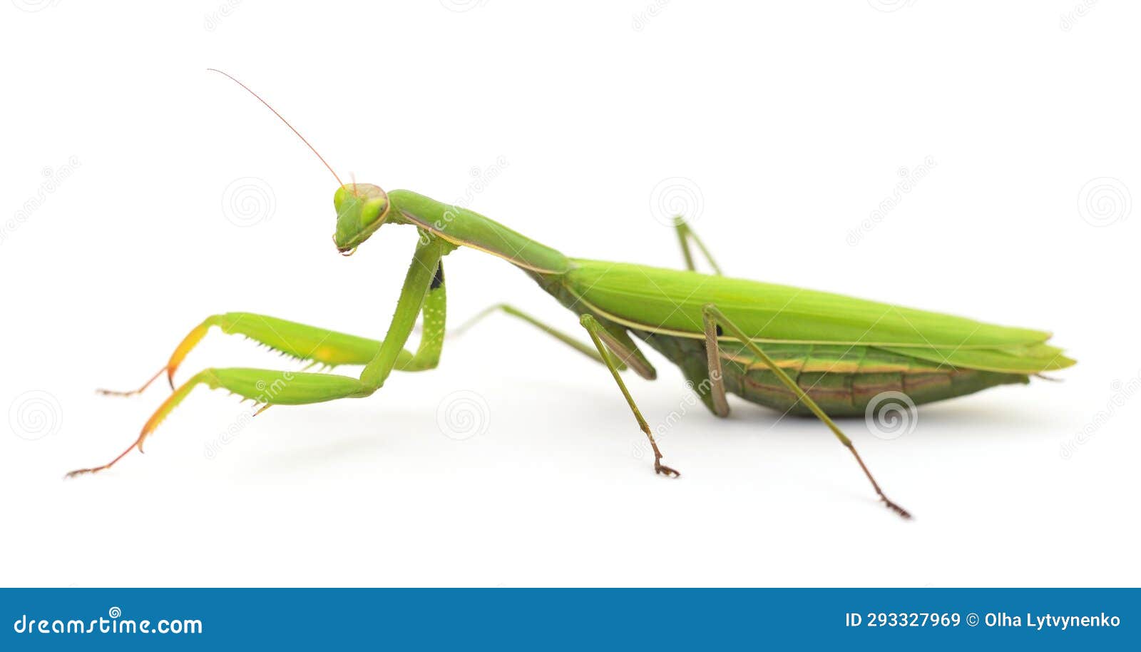 Mantis Isolated on White Background Stock Image - Image of mantis ...