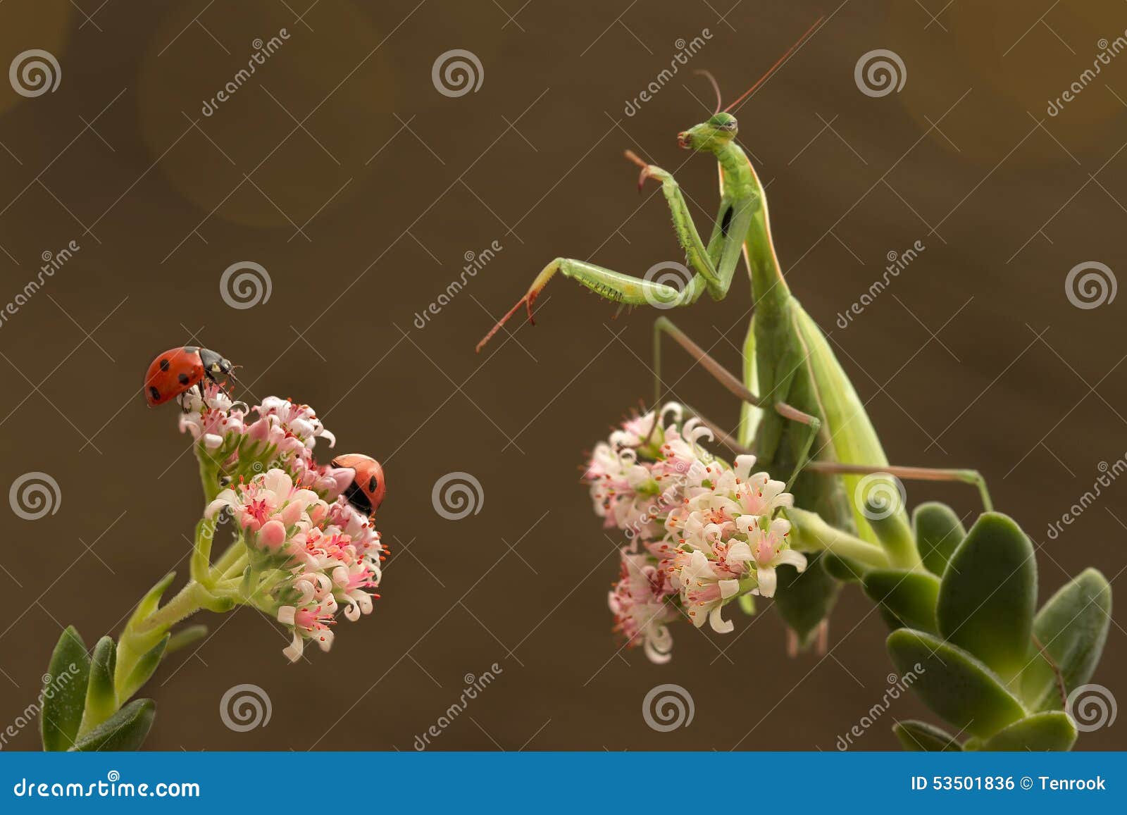 Mantis and ladybugs stock photo. Image of animal, master - 53501836