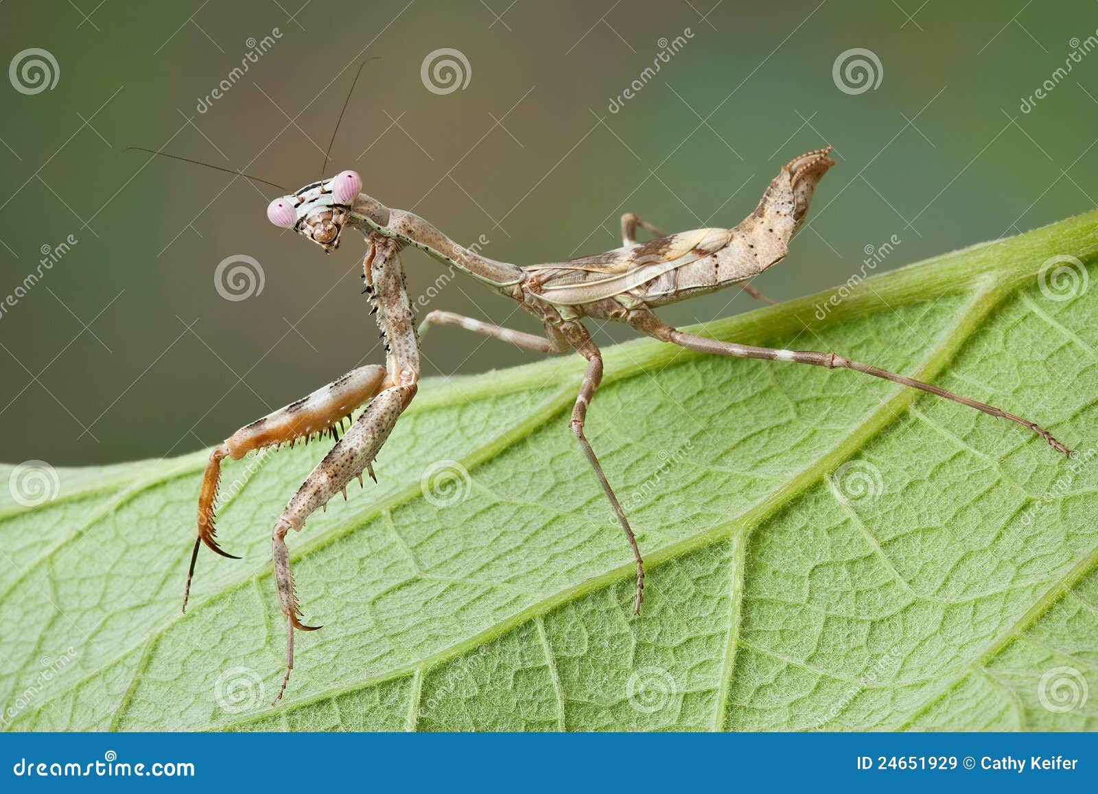 Mantis on leaf stock image. Image of insect, budwing - 24651929