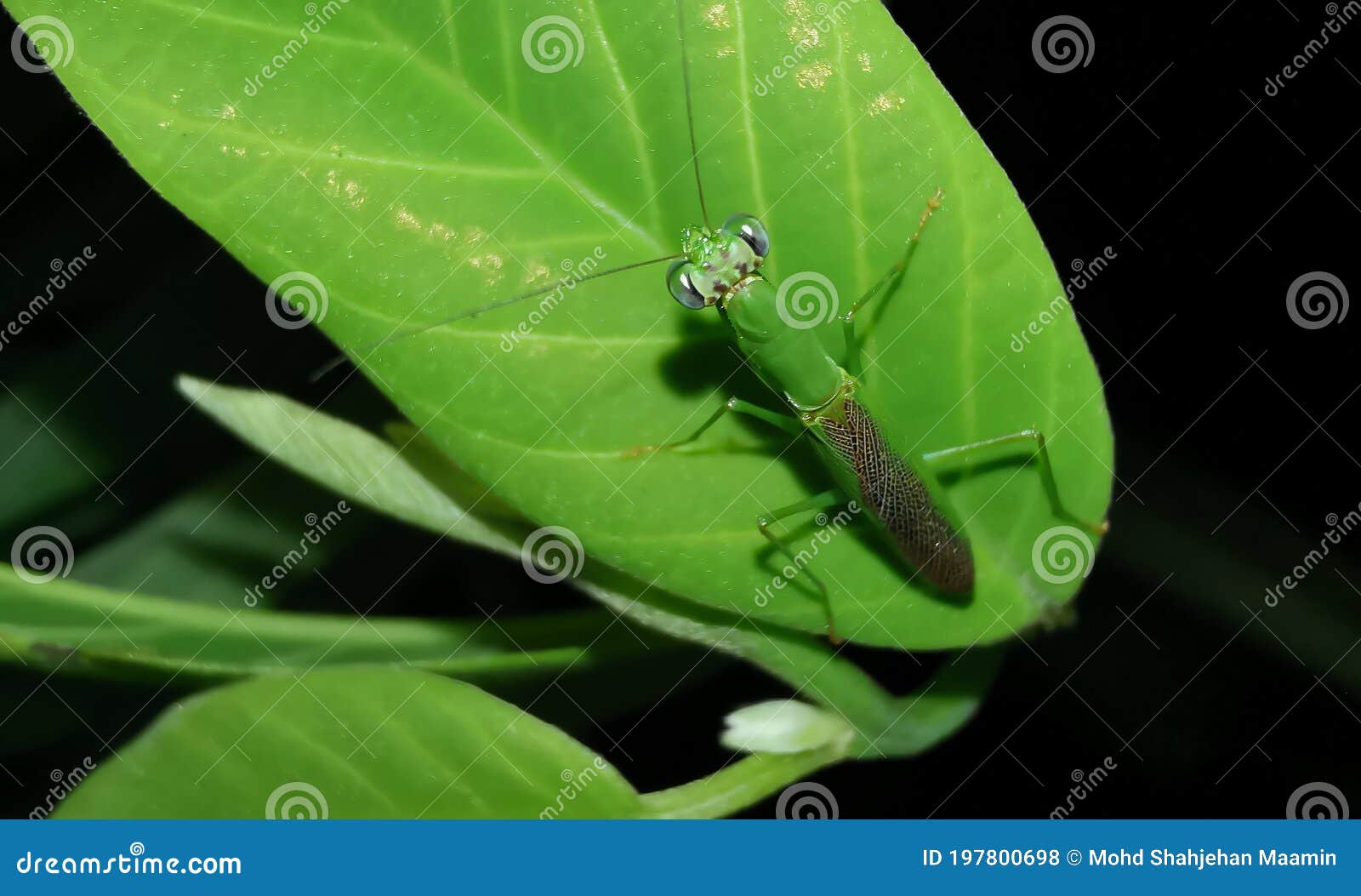 Insect and object stock photo. Image of invertebrate - 197800698