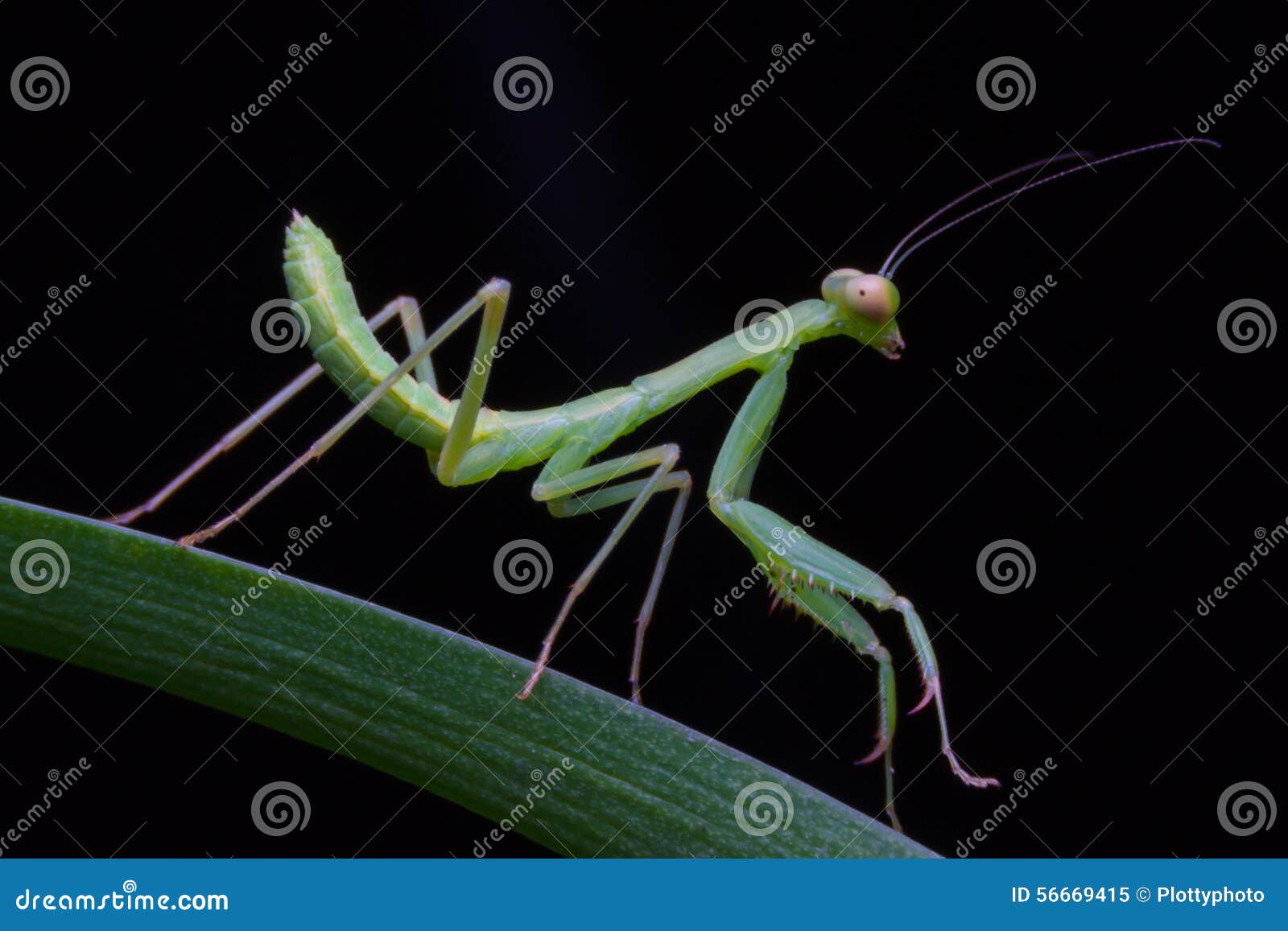 Mantis on a leaf stock image. Image of exotic, mantis - 56669415