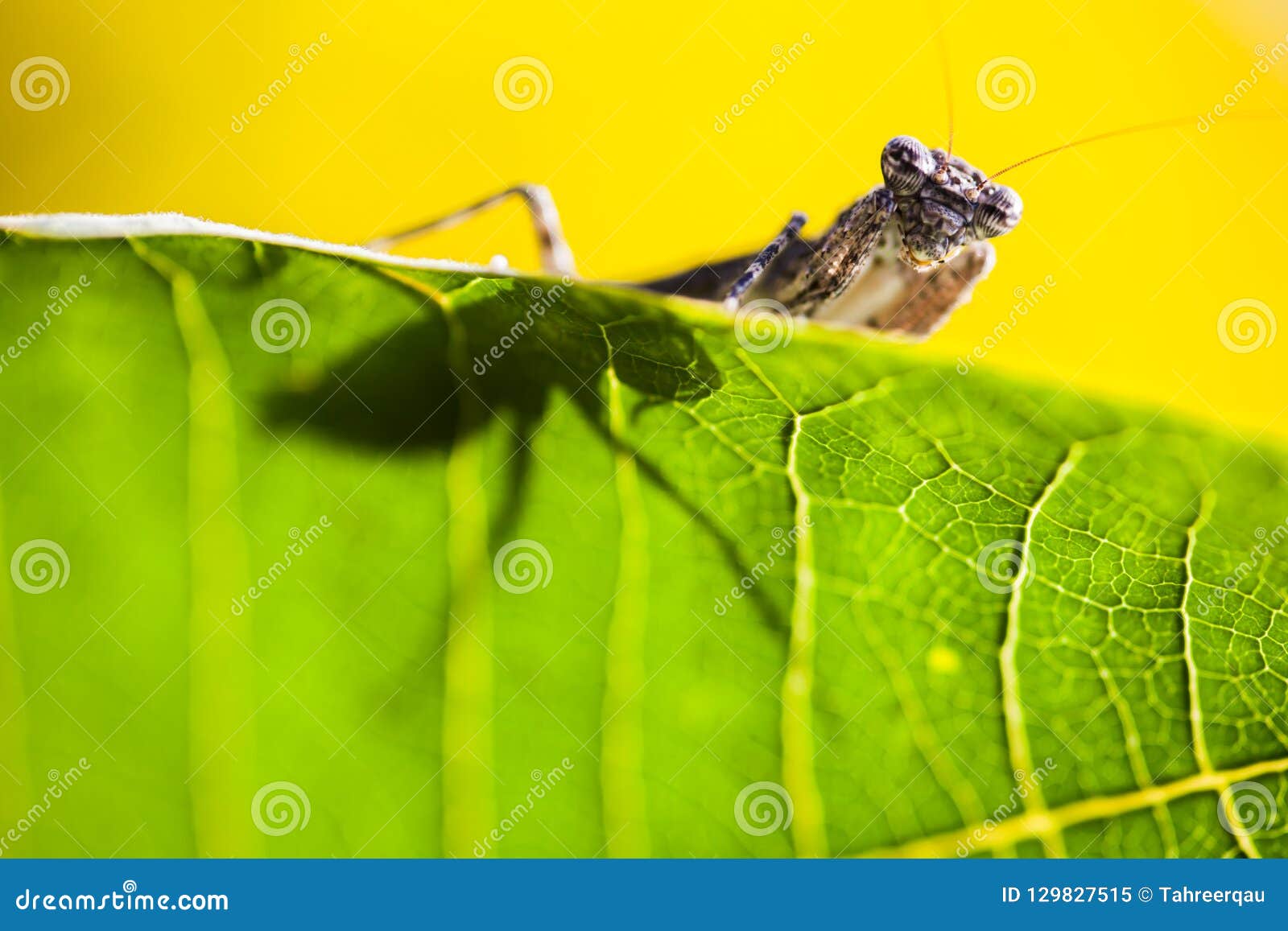 A mantis on leaf stock image. Image of camoflauge, prey - 129827515
