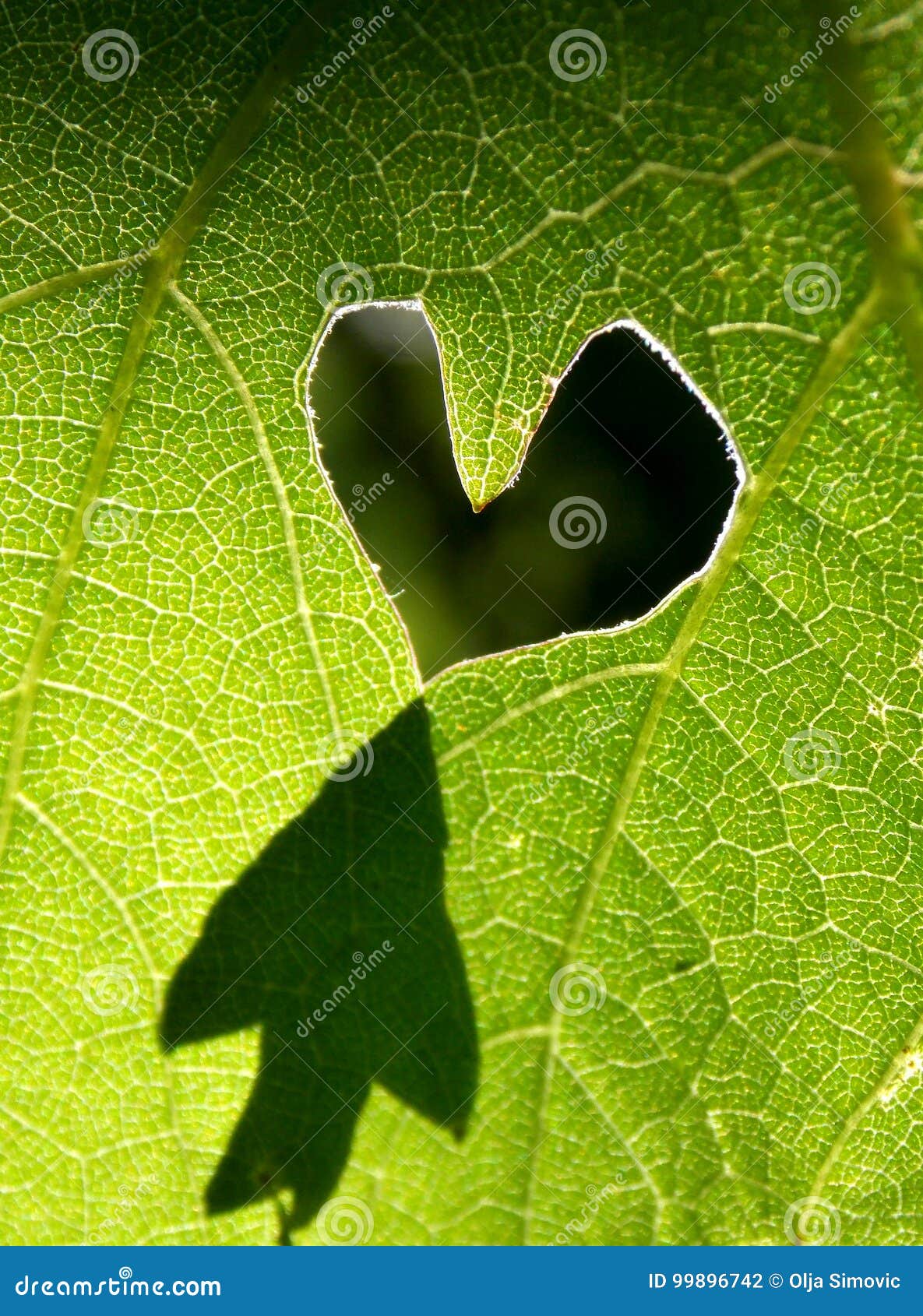 Mantis stock photo. Image of nature, little, plant, small - 99896742