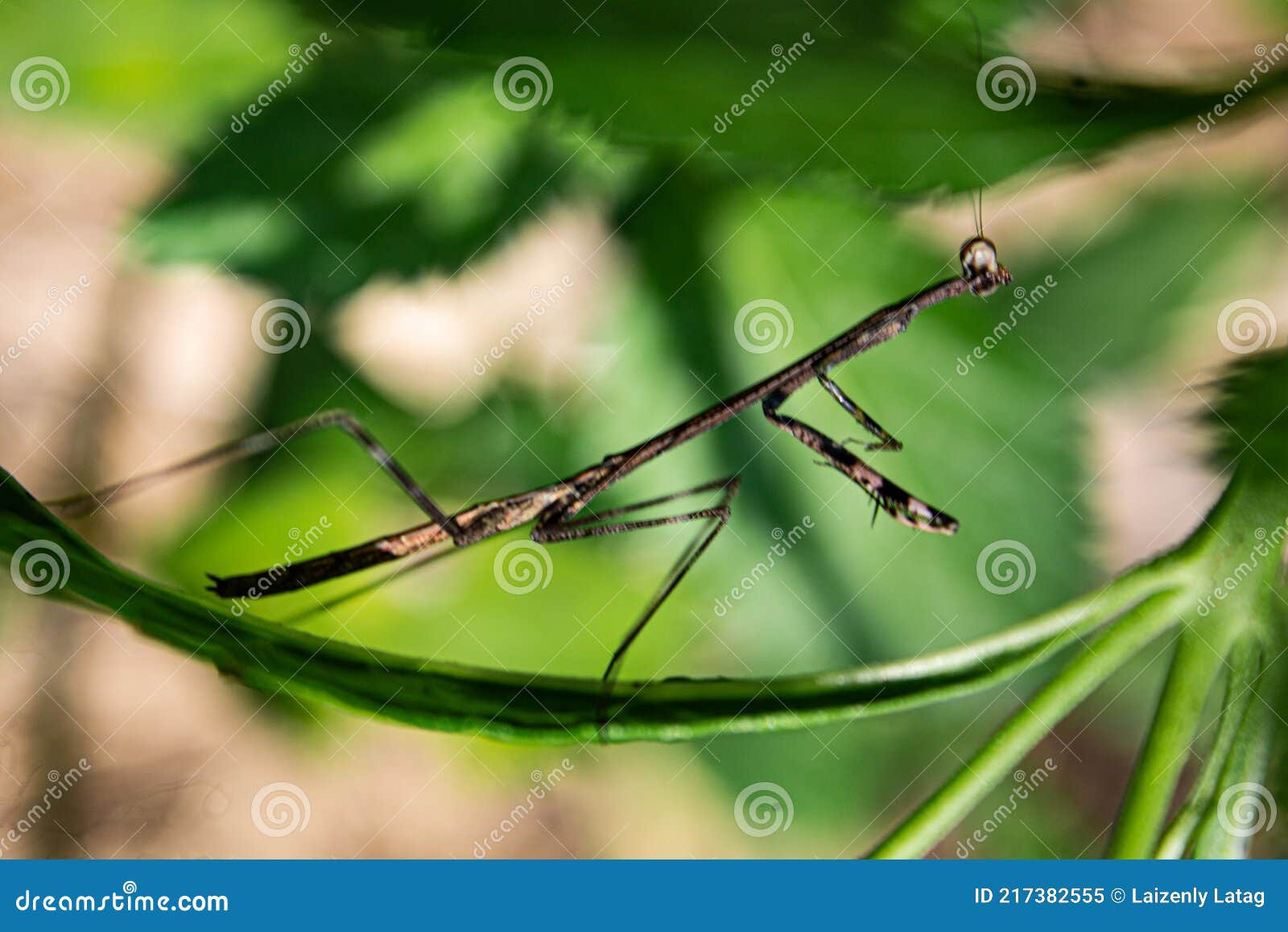 Mantis on the leaves stock image. Image of nature, brown - 217382555