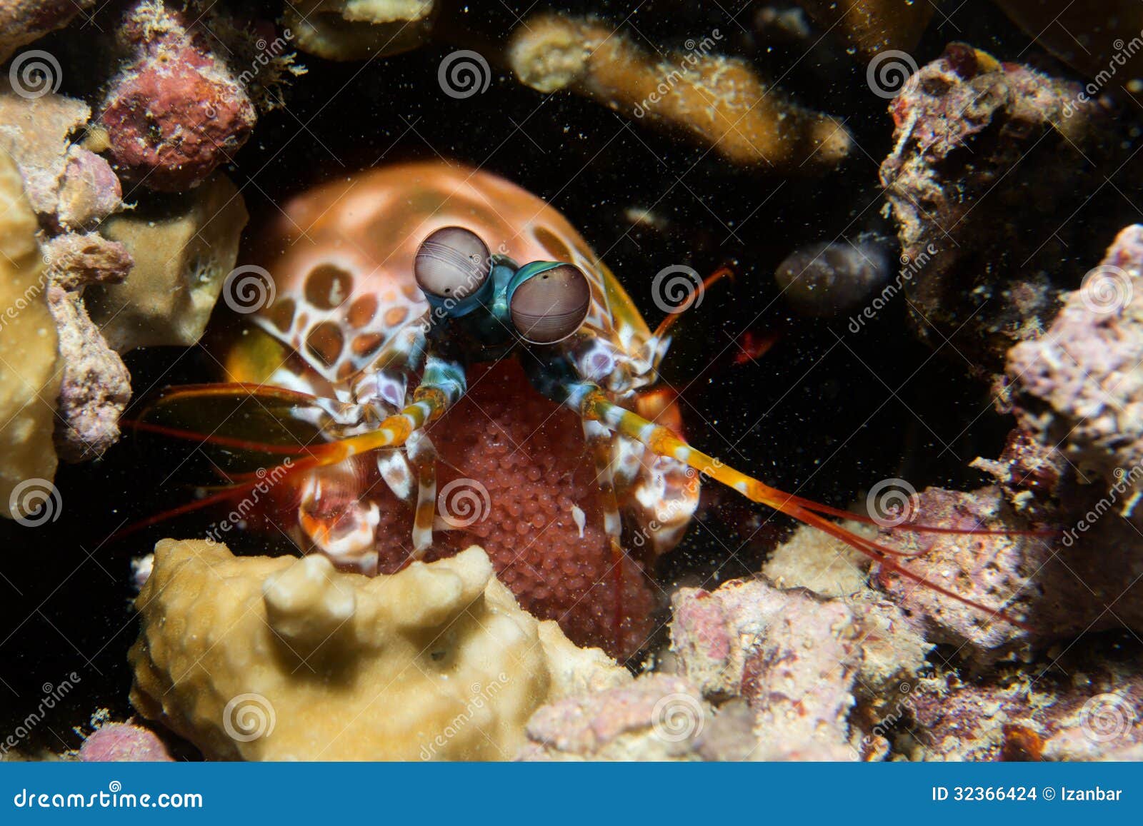 Mantis Lobster Defending Eggs Stock Photo - Image of lobster, health ...