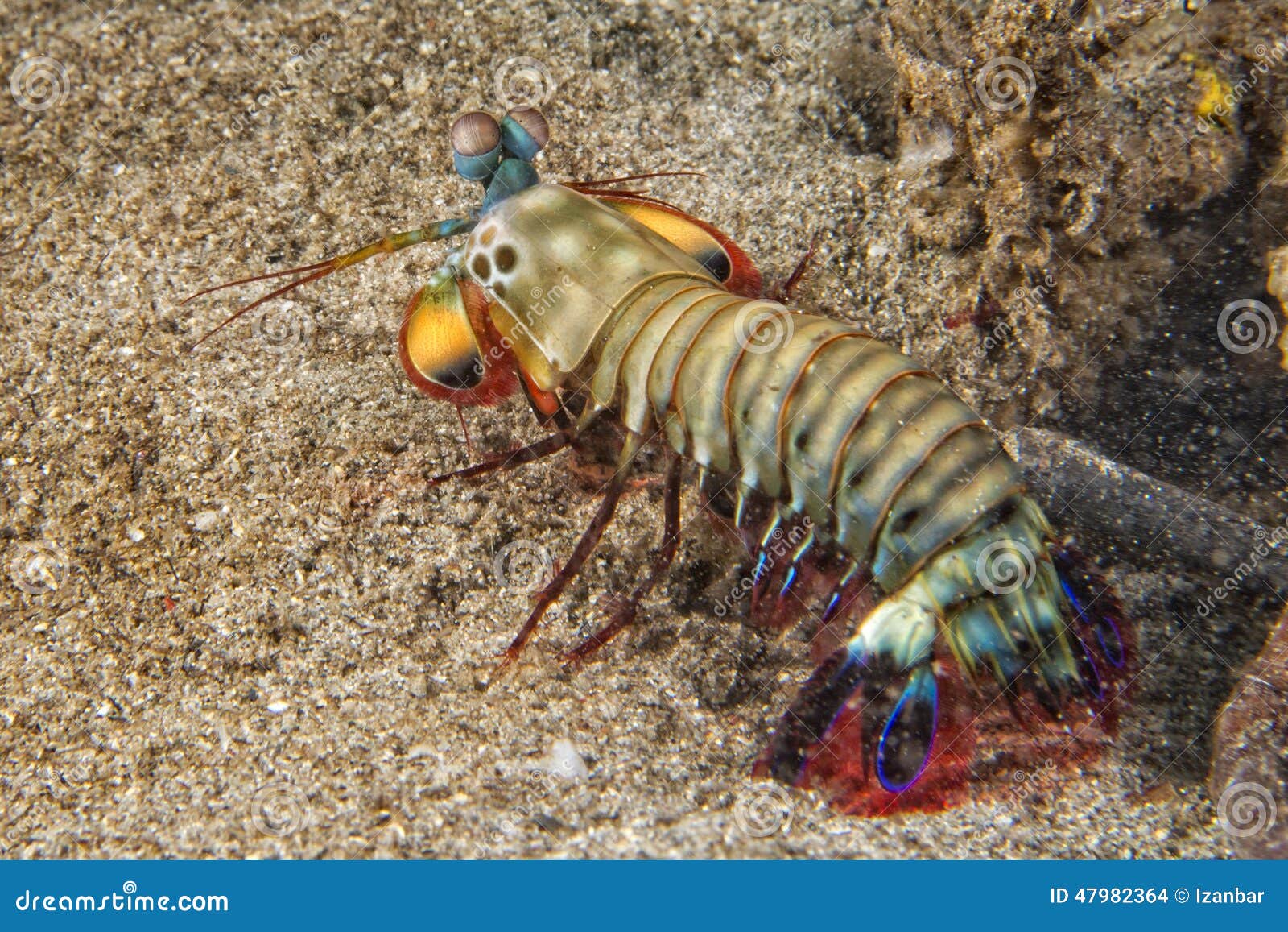 Mantis Lobster Defending Eggs Stock Photo - Image of freshness ...