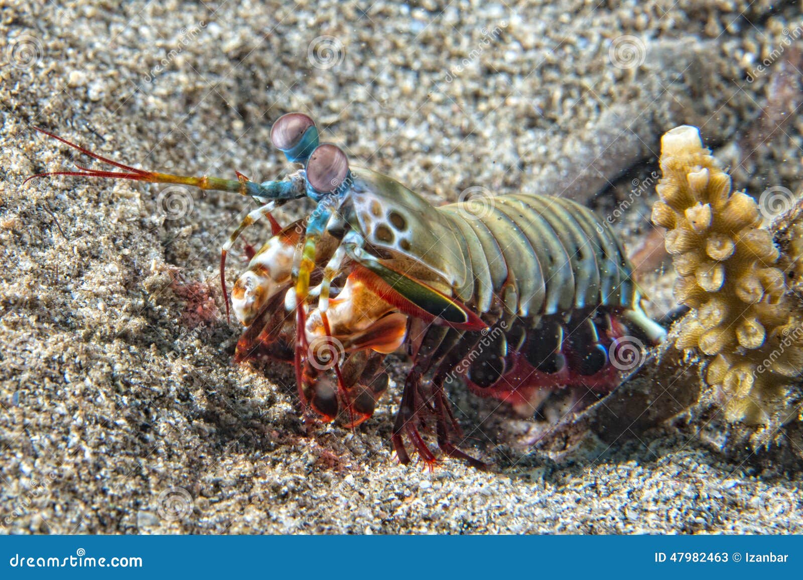 Mantis Lobster Defending Eggs Stock Image - Image of healthy, nutrition ...
