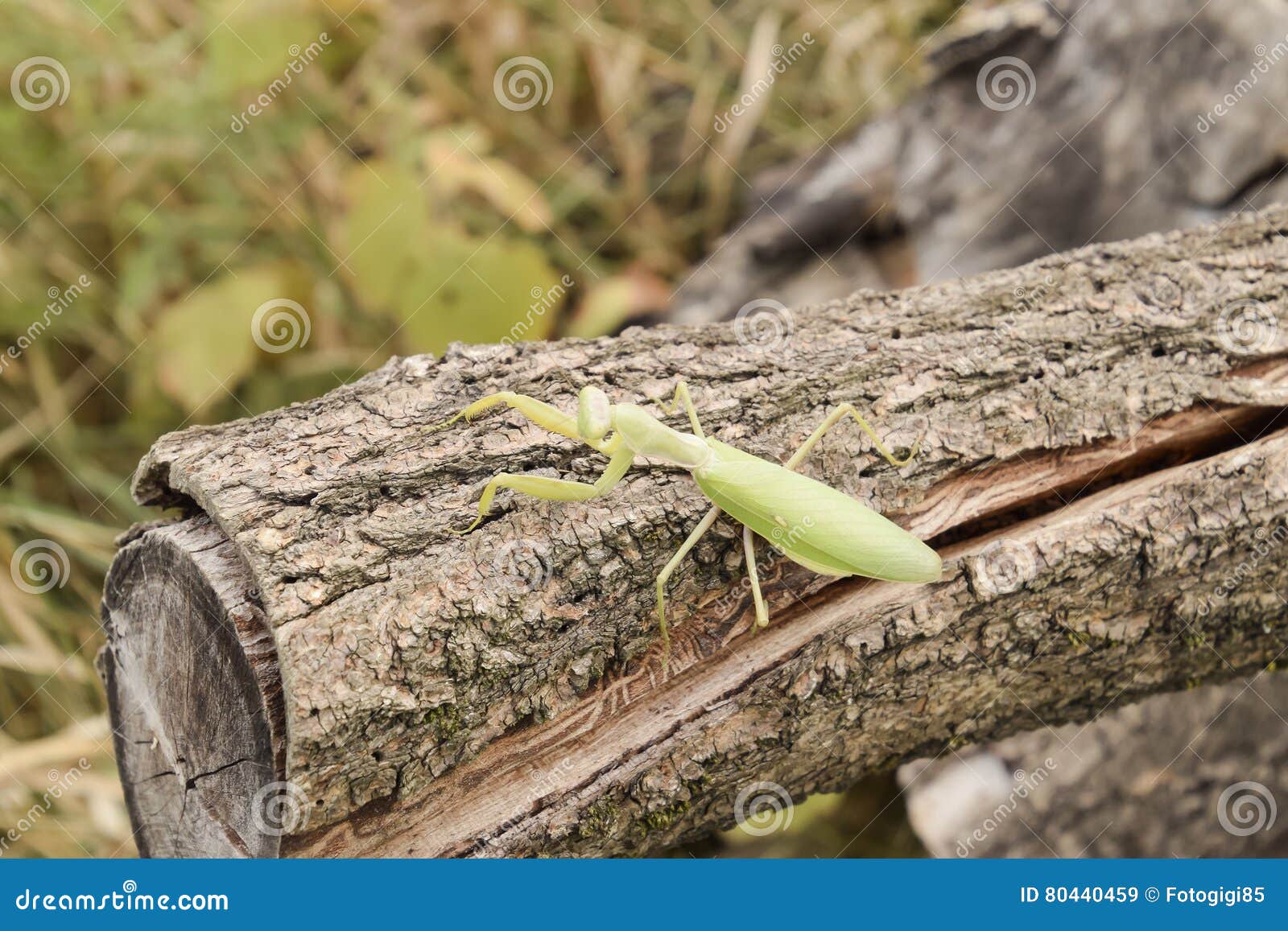 Mantis on a Log Acacia. Mantis Looking at the Camera Stock Image ...