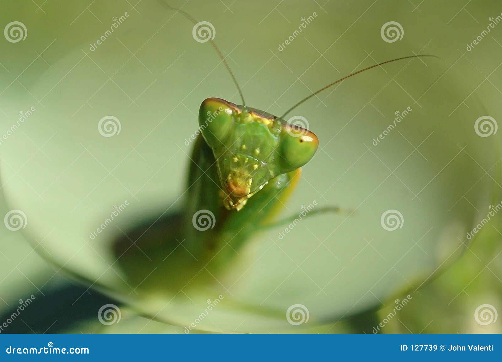 Mantis looking stock image. Image of macro, critter, eyes - 127739