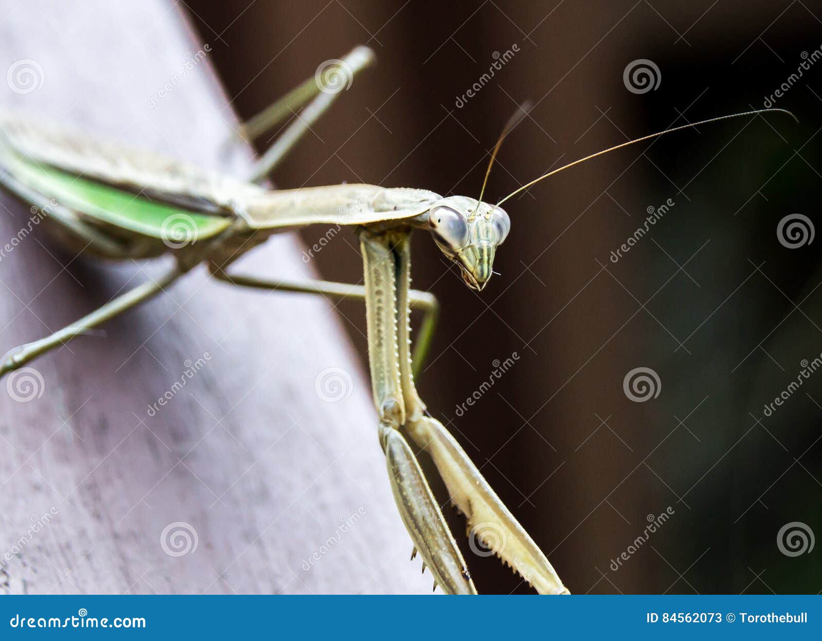 A Mantis Looking at the Camera Stock Image - Image of looking, wild ...