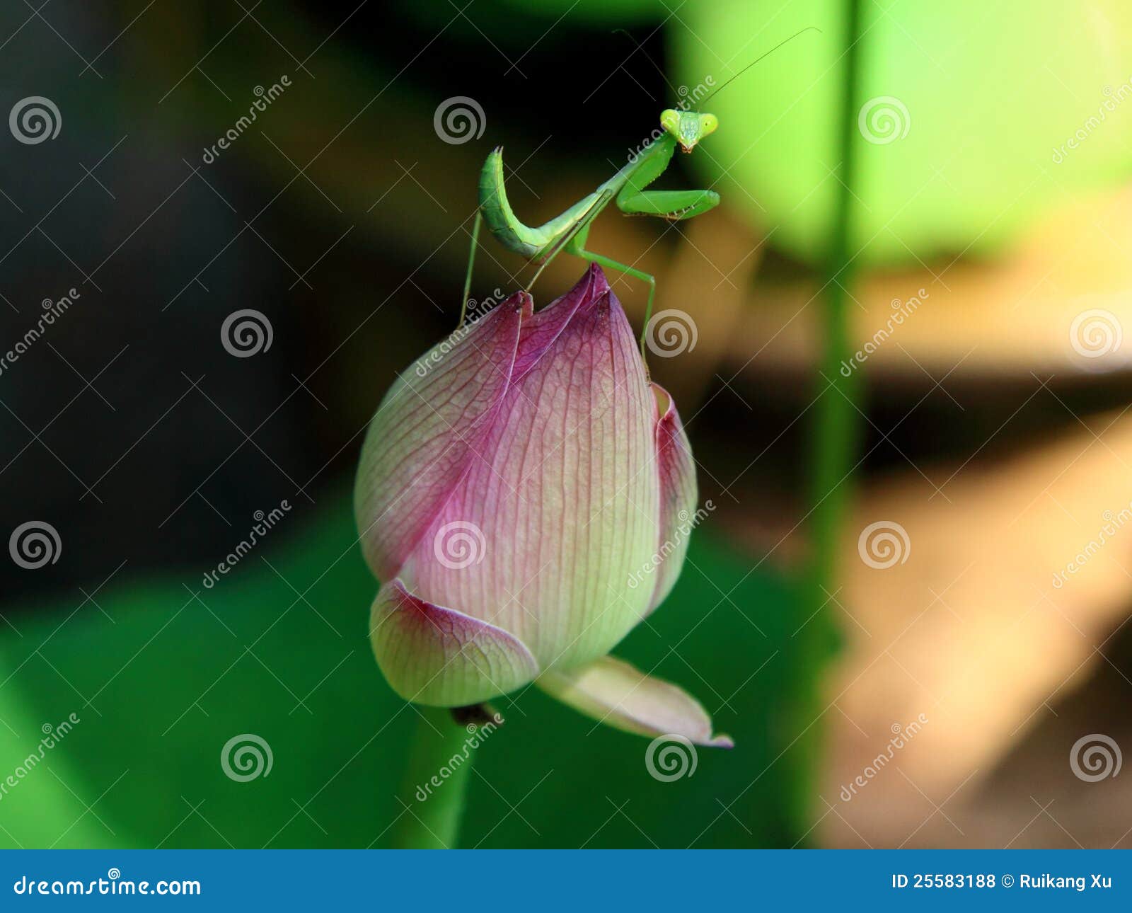 Mantis and lotus stock photo. Image of detail, bloom - 25583188