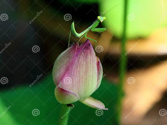 Mantis and lotus stock photo. Image of detail, bloom - 25583188